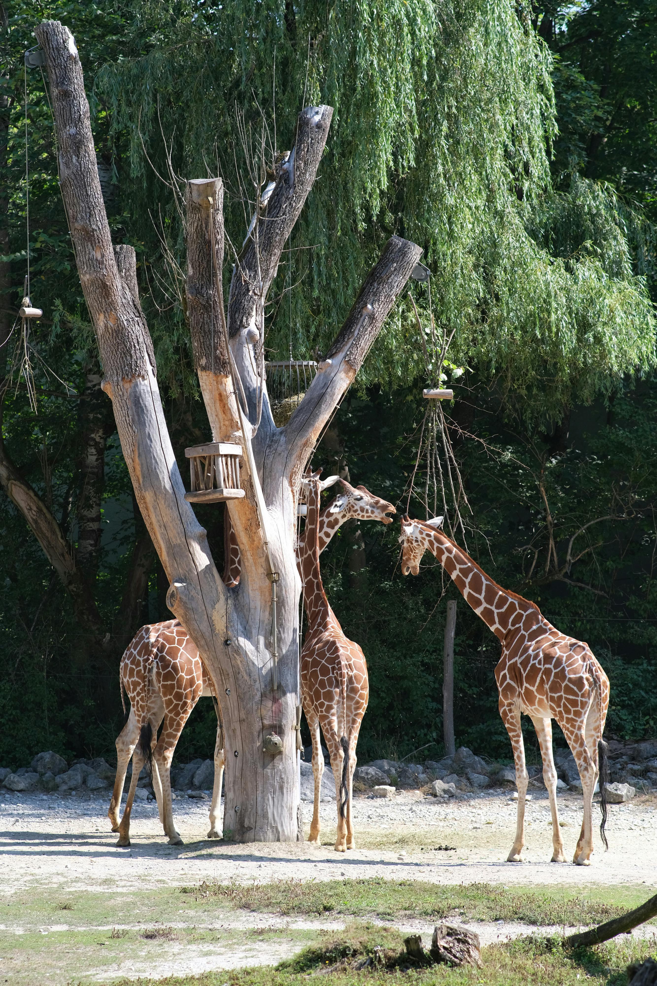 Giraffes Grazing Near Tall Tree in Safari Park · Free Stock Photo