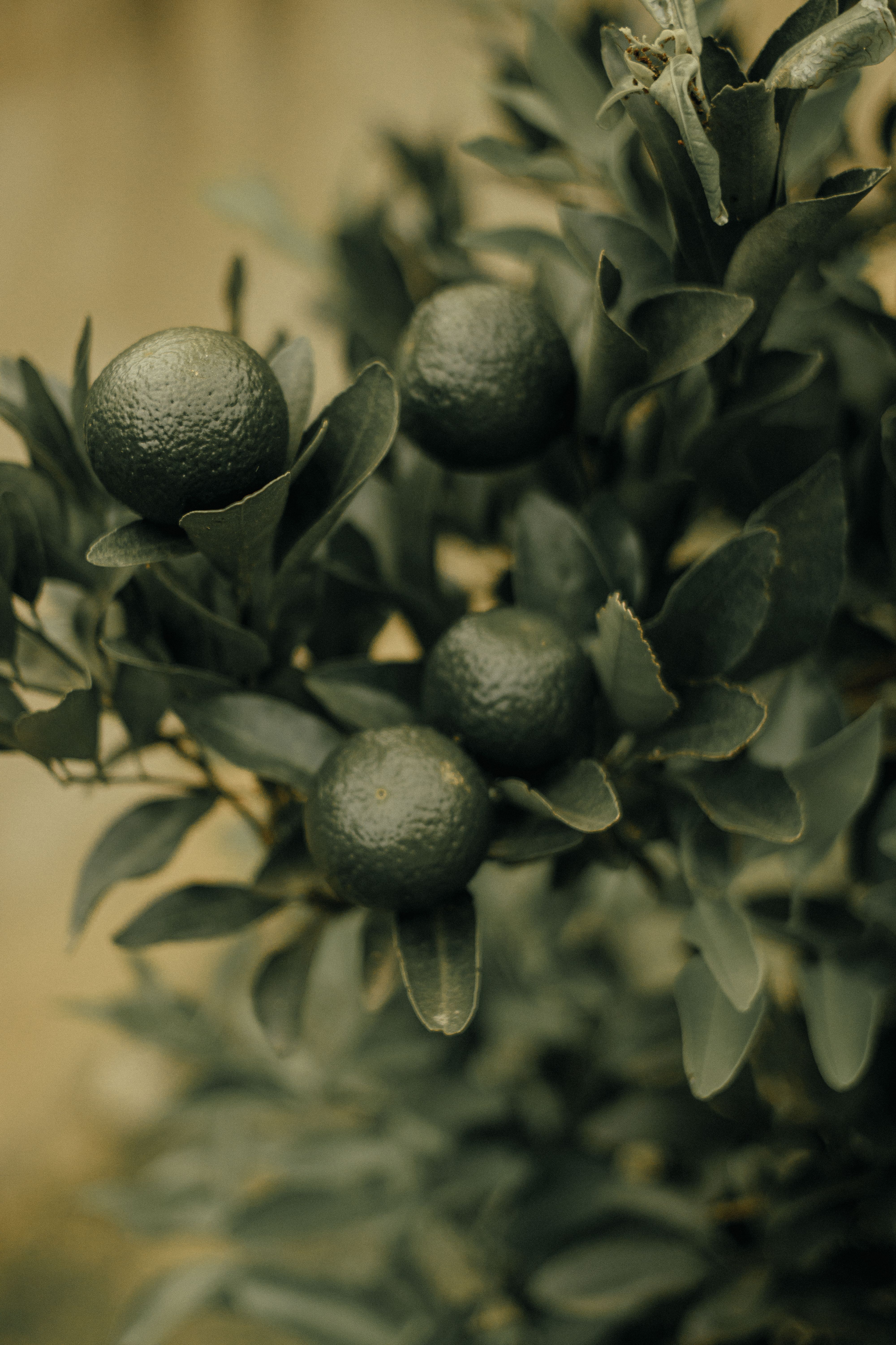 Close-up of Unripe Citrus Fruits on a Tree · Free Stock Photo