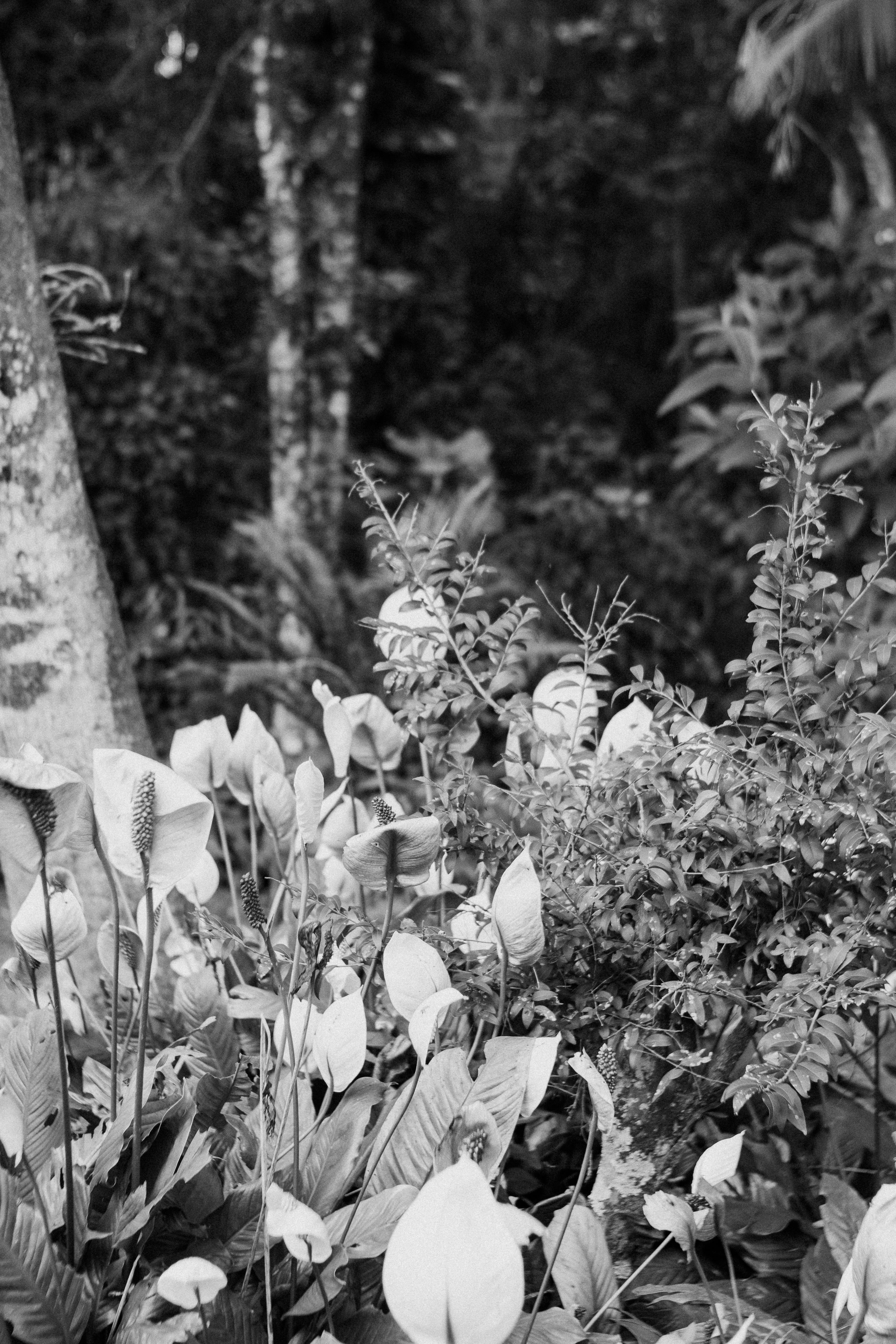 Black and White Tropical Garden Scene · Free Stock Photo