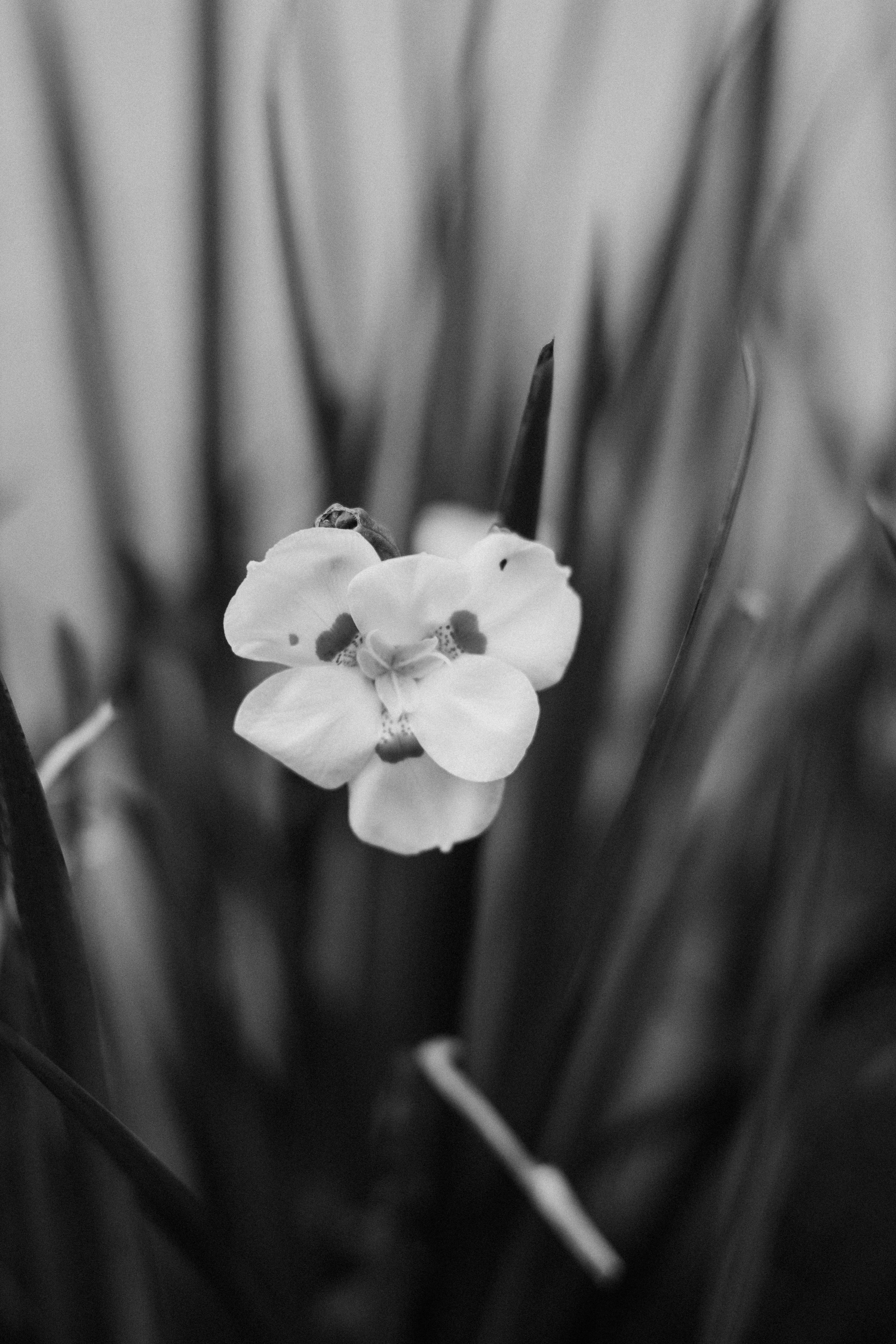 Gray Scale Photo of Flower Field · Free Stock Photo