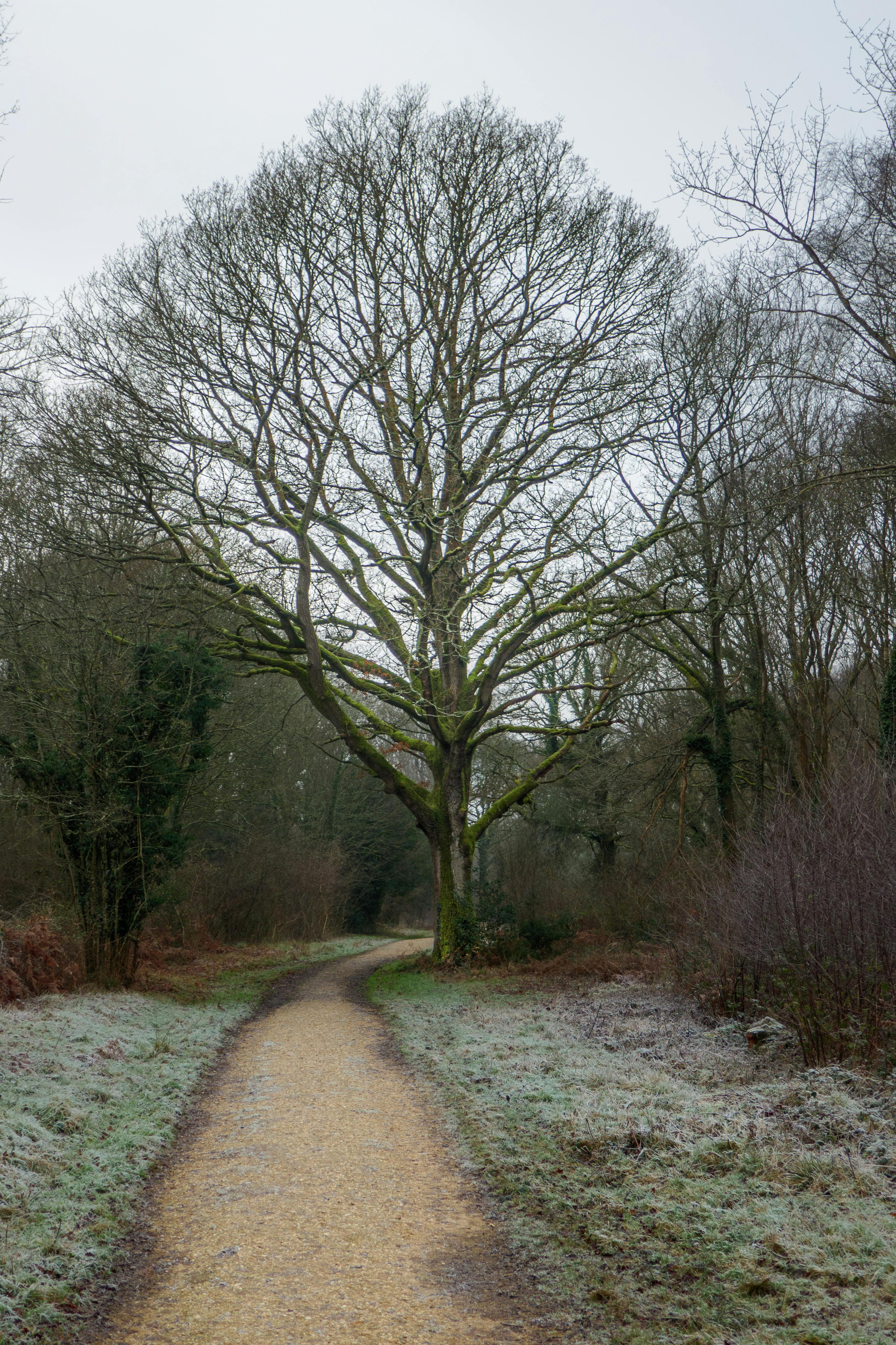 Serene Frosty Pathway in Pamber Forest · Free Stock Photo