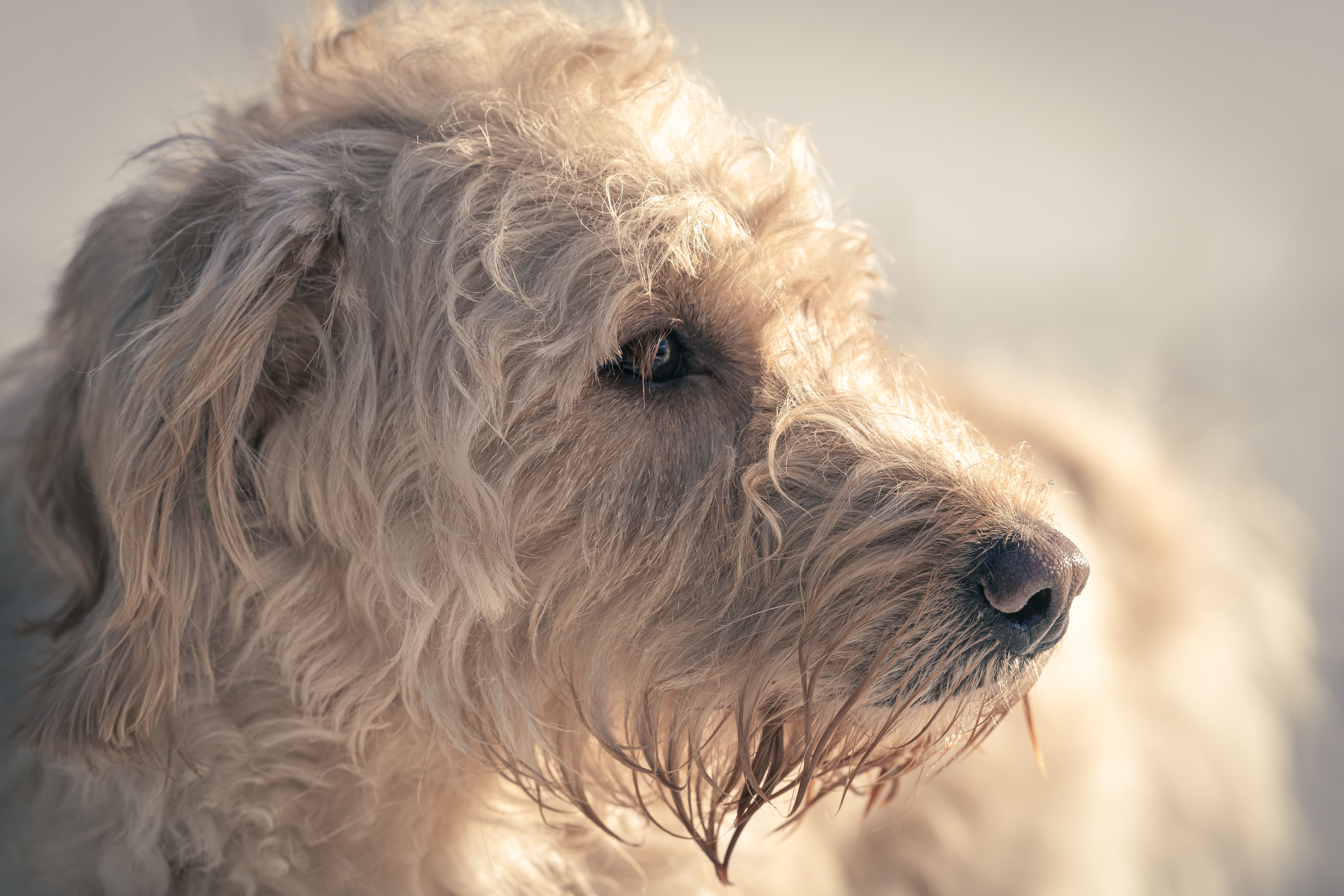 Close-Up of a Curly Haired Dog in Soft Light · Free Stock Photo