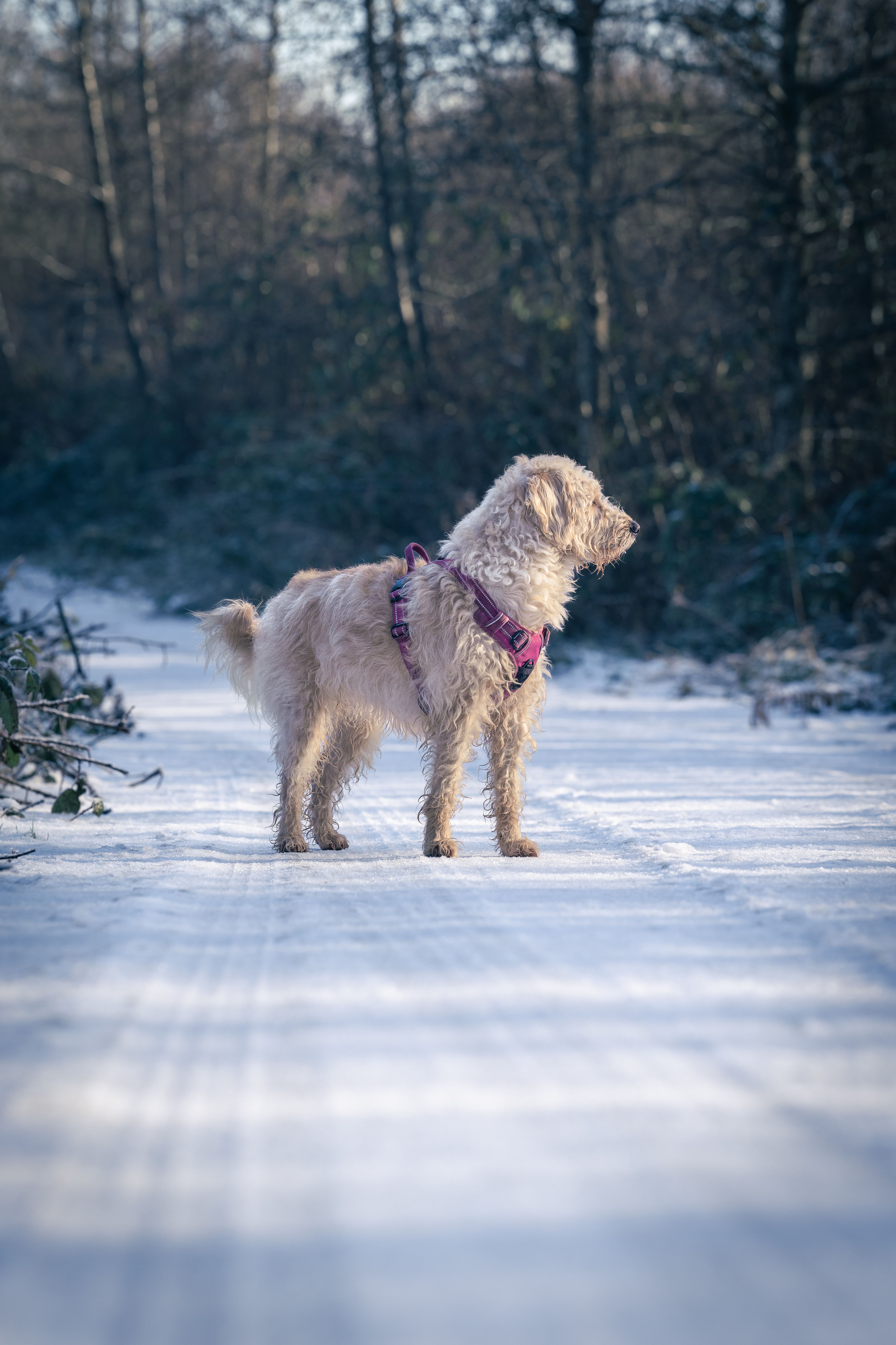 Standing Dog On Four Legs Facing Left Side Photos, Download The BEST ...