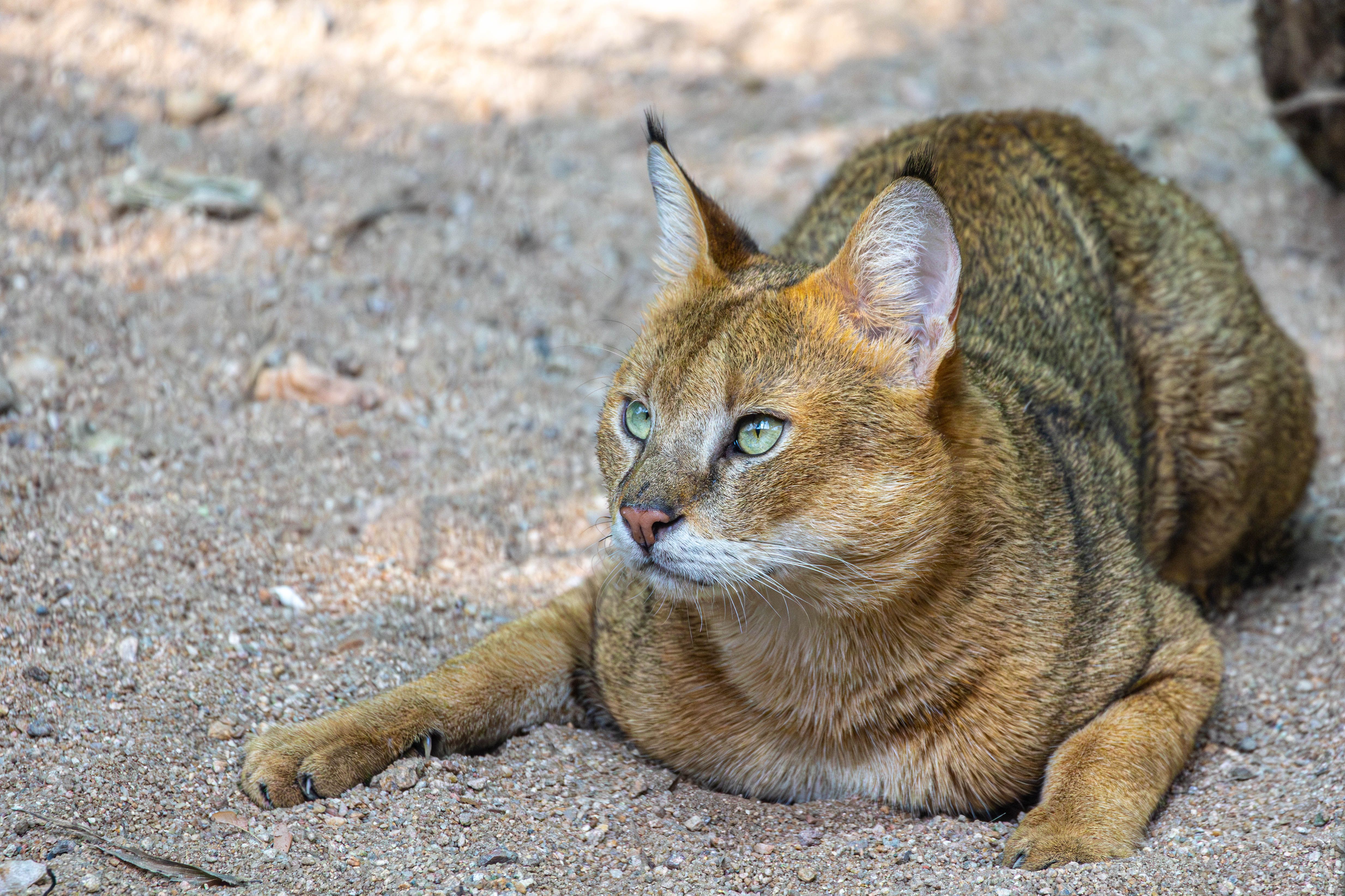 Captivating African Caracal Resting on Sand · Free Stock Photo