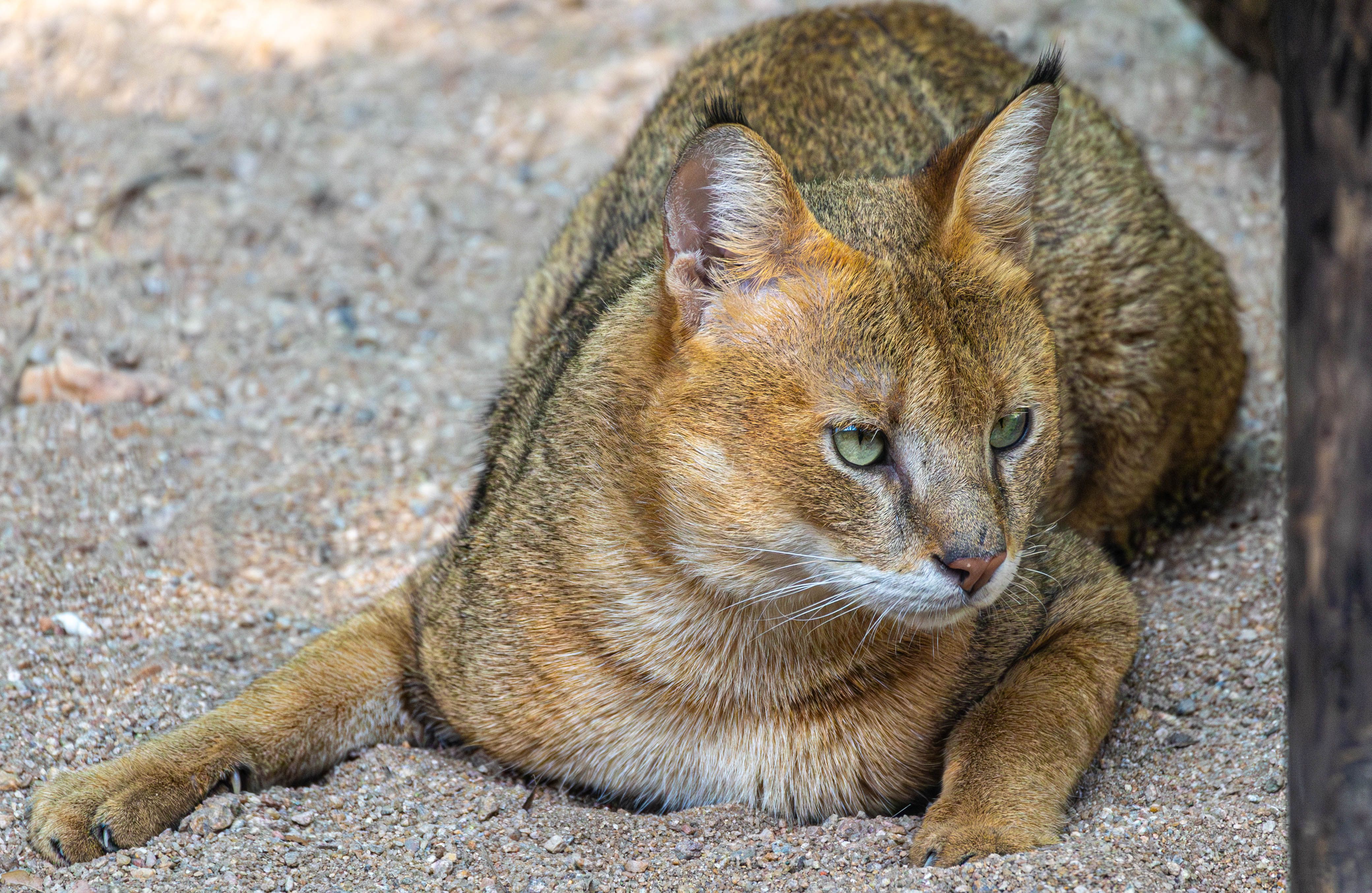 Southern African Wildcat: Habitat, Behavior, and Genetics