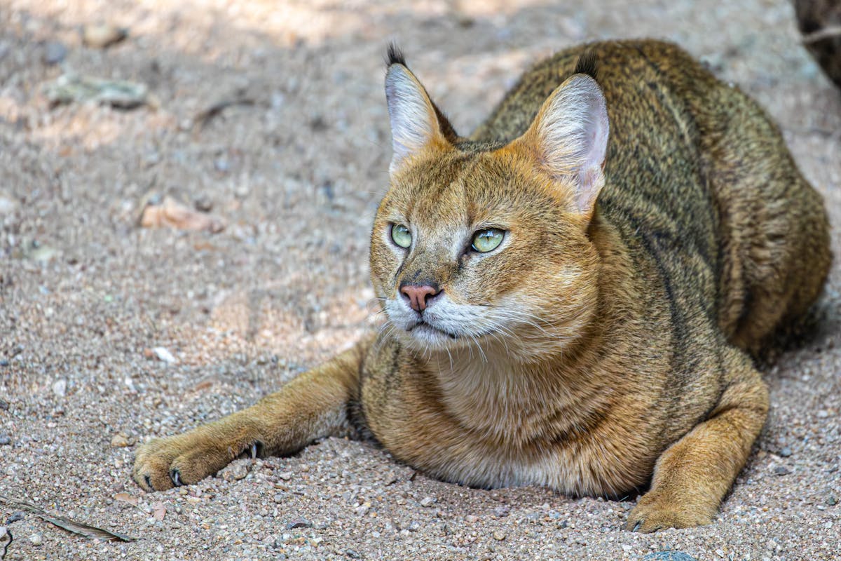 Caracal Cats as Pets: A Comprehensive Guide to Ownership