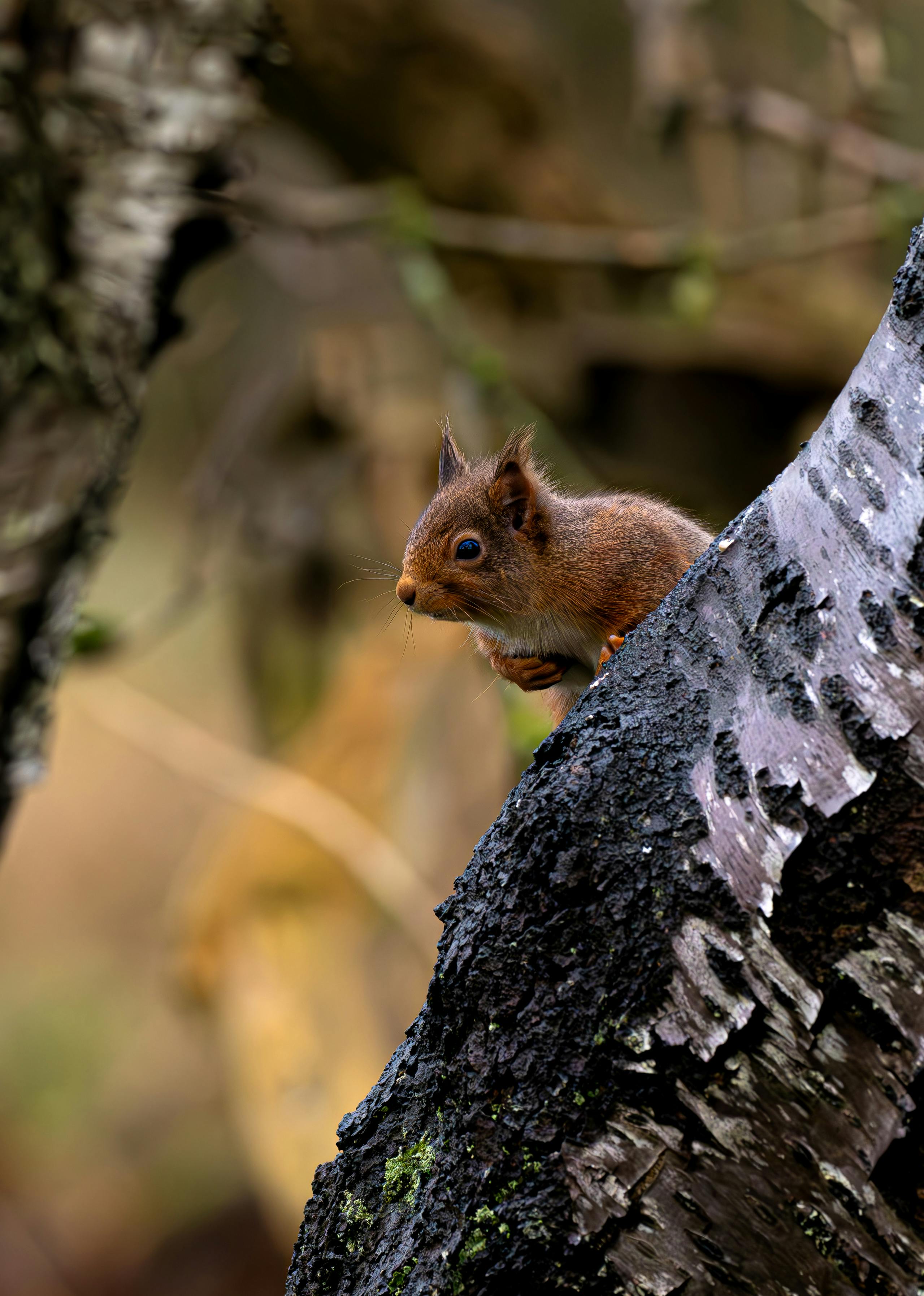 Eccentric Animal Photos, Download The BEST Free Eccentric Animal Stock Photos & HD Images