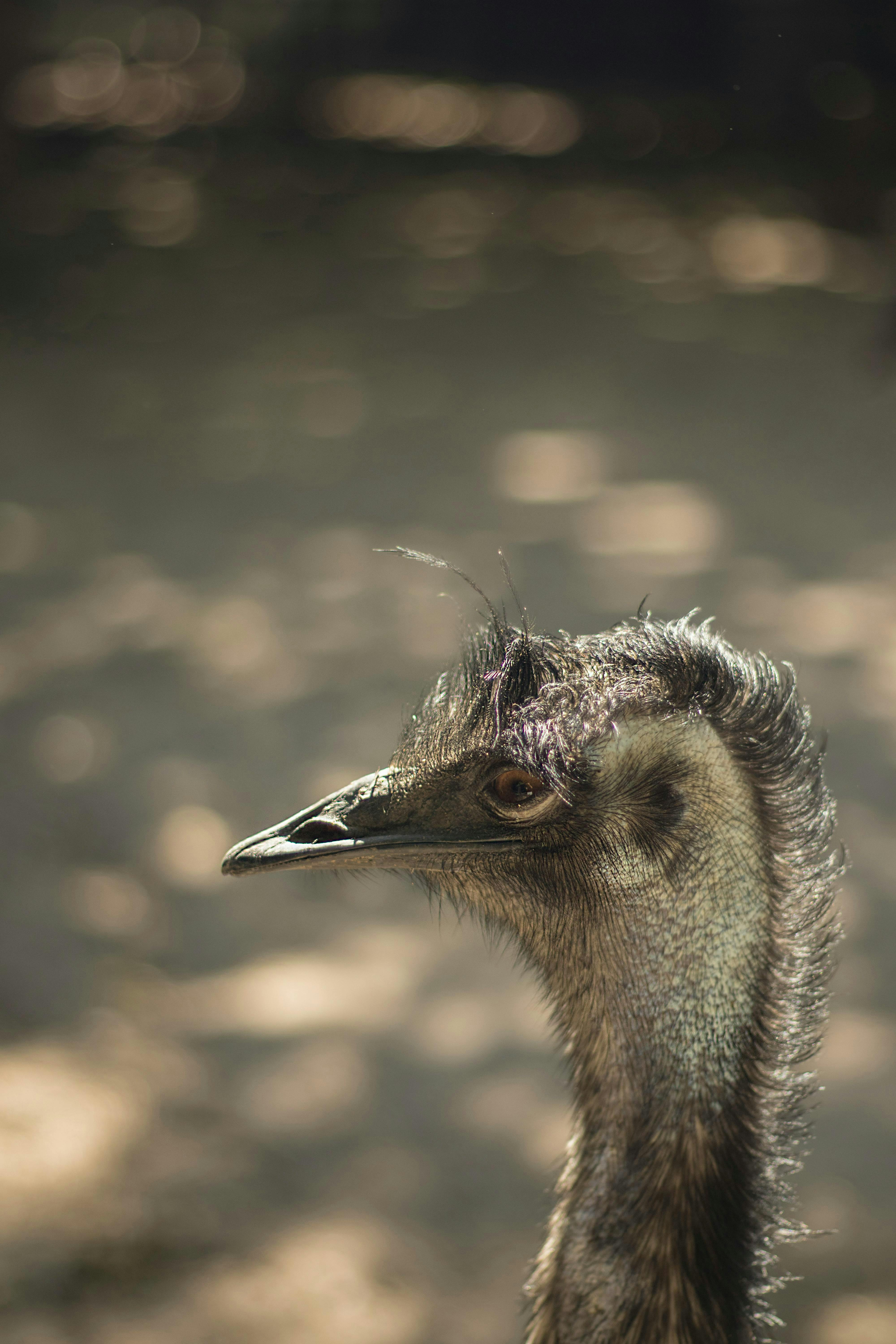 Close-up Portrait of an Emu in Natural Light · Free Stock Photo