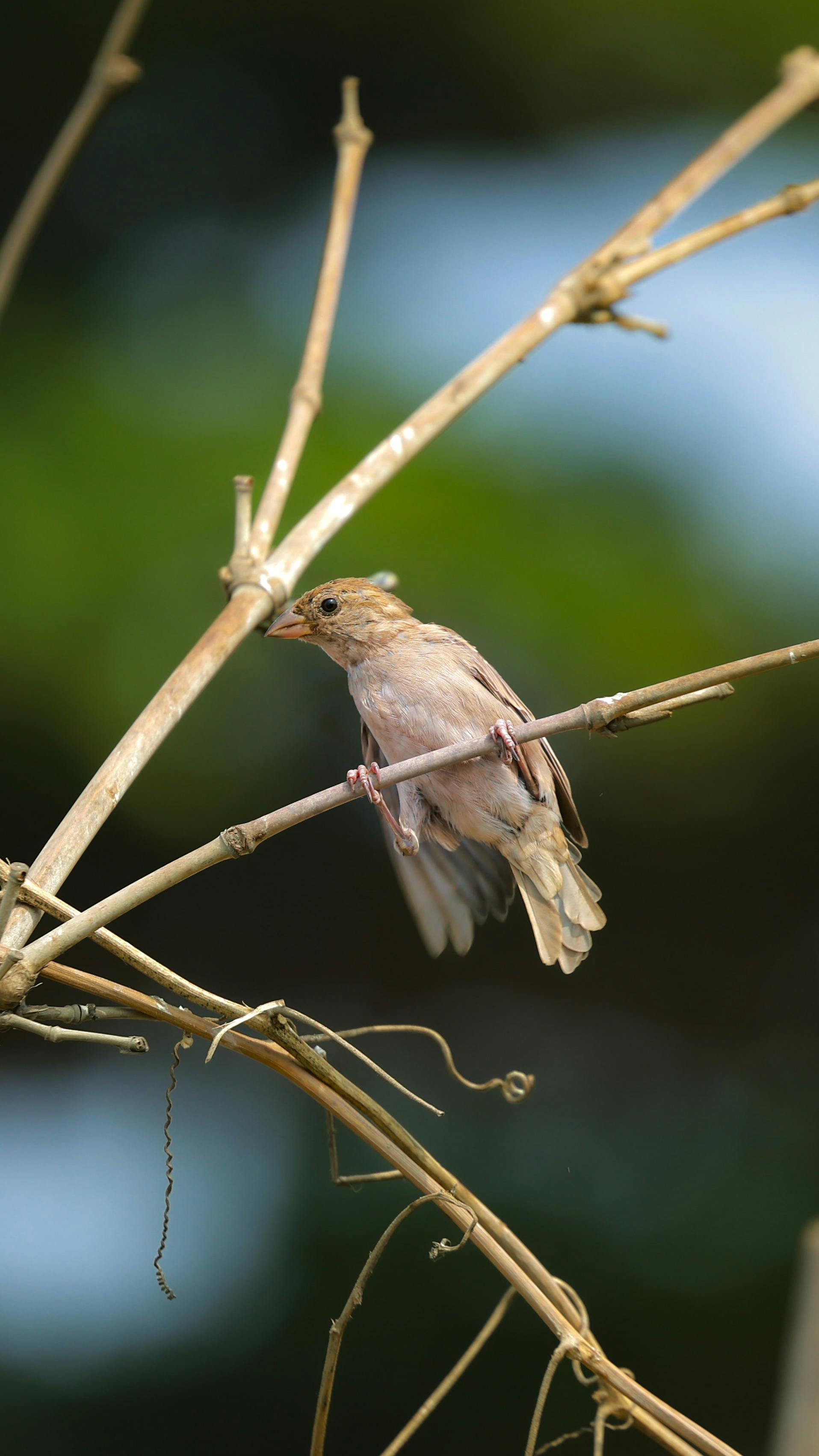 Pequeño Pájaro Marrón Posado En Una Rama En La Naturaleza · Foto de ...
