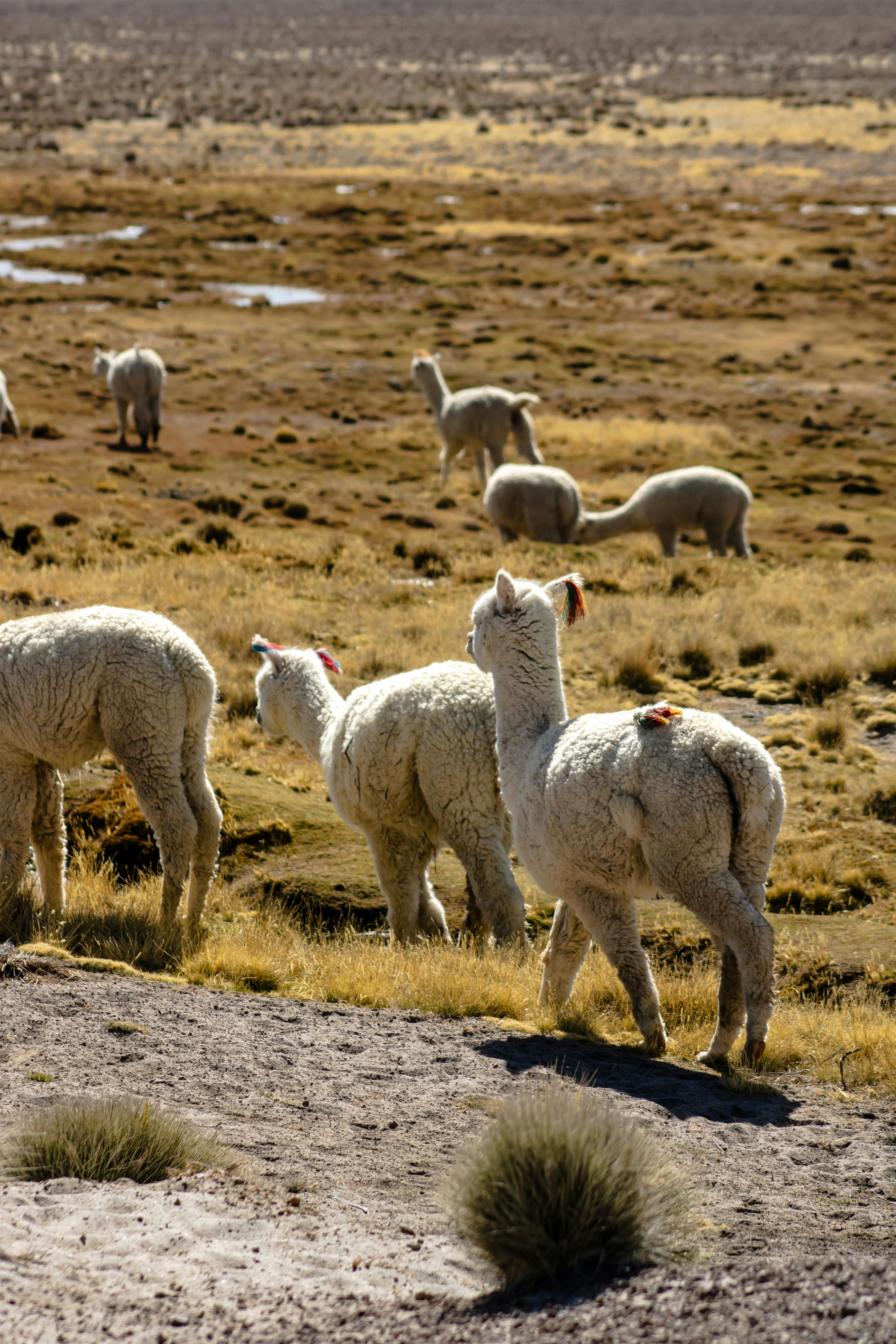 Alpacas Grazing in Arequipa Highlands · Free Stock Photo
