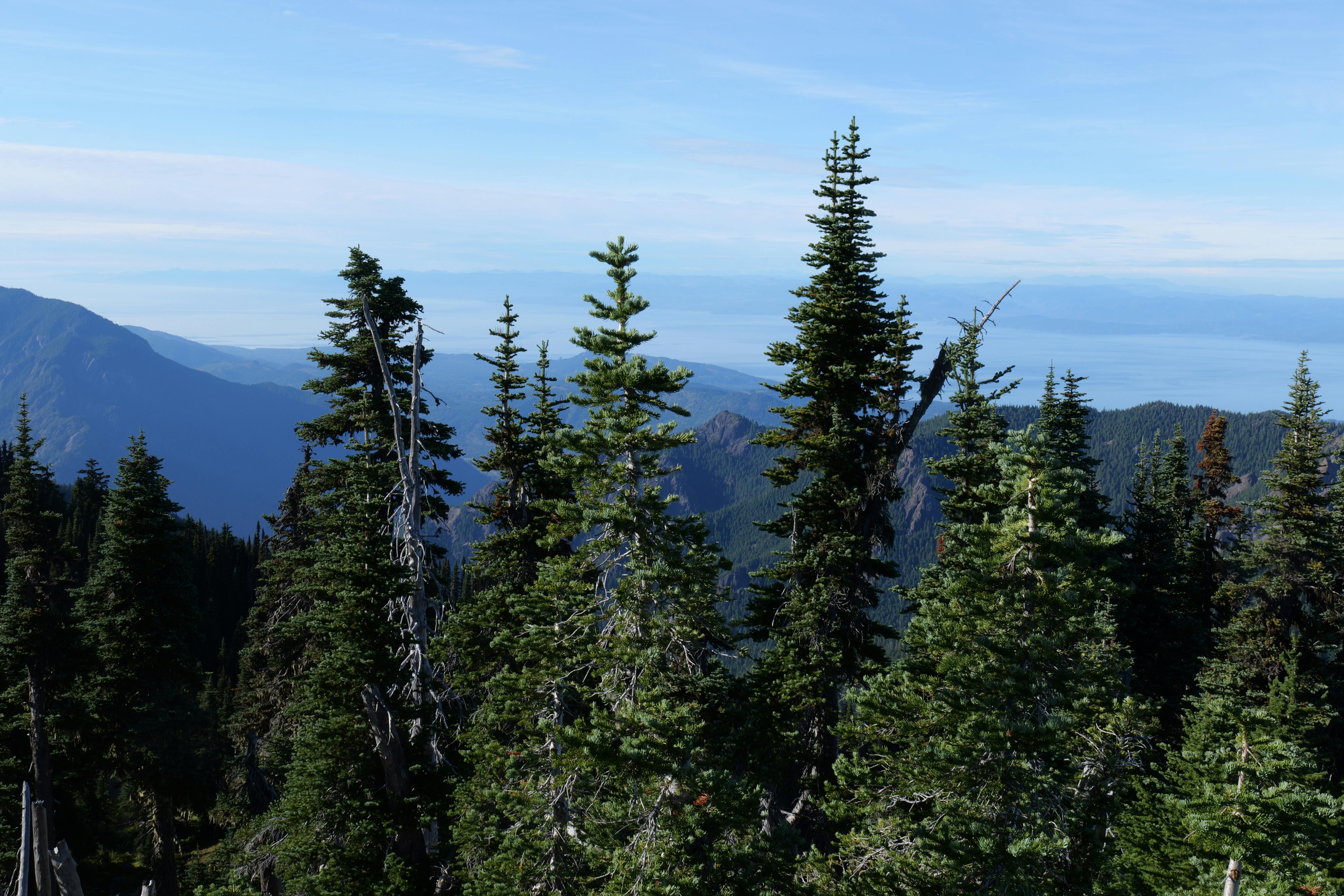 Lush Evergreen Forest Overlooking Mountain Range · Free Stock Photo
