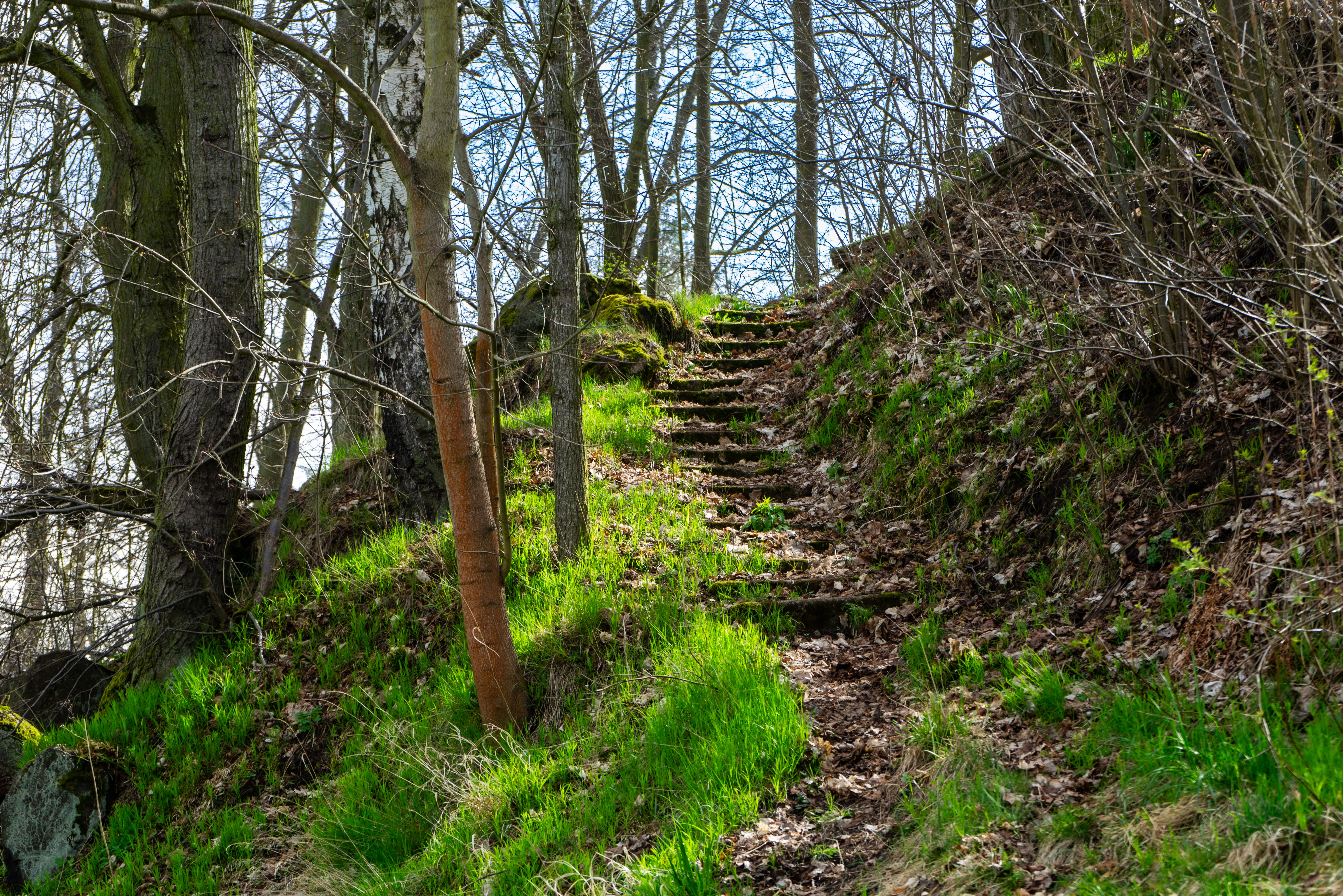 Serene Woodland Path in Early Spring · Free Stock Photo