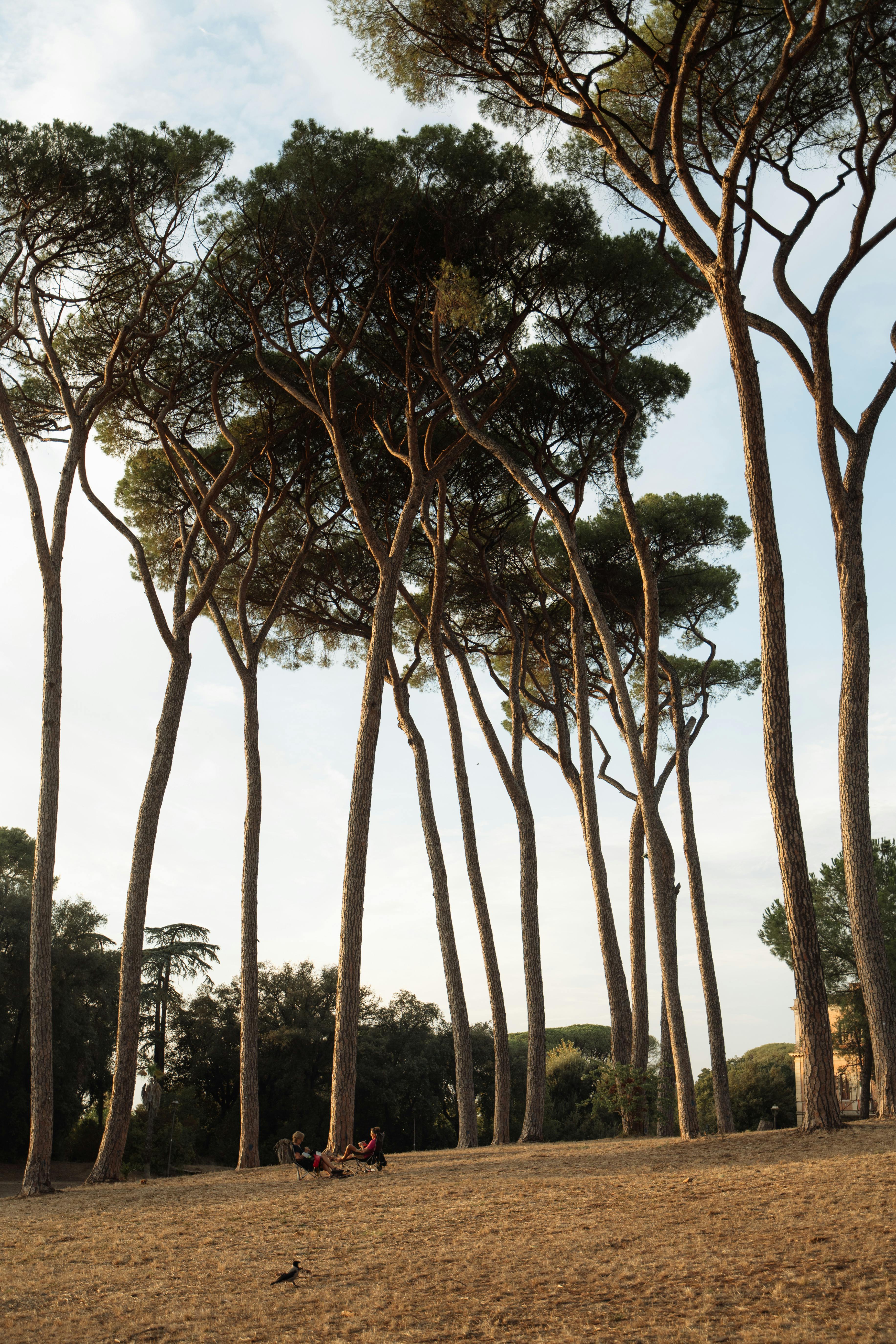 Towering Pine Trees in Tranquil Roman Park · Free Stock Photo