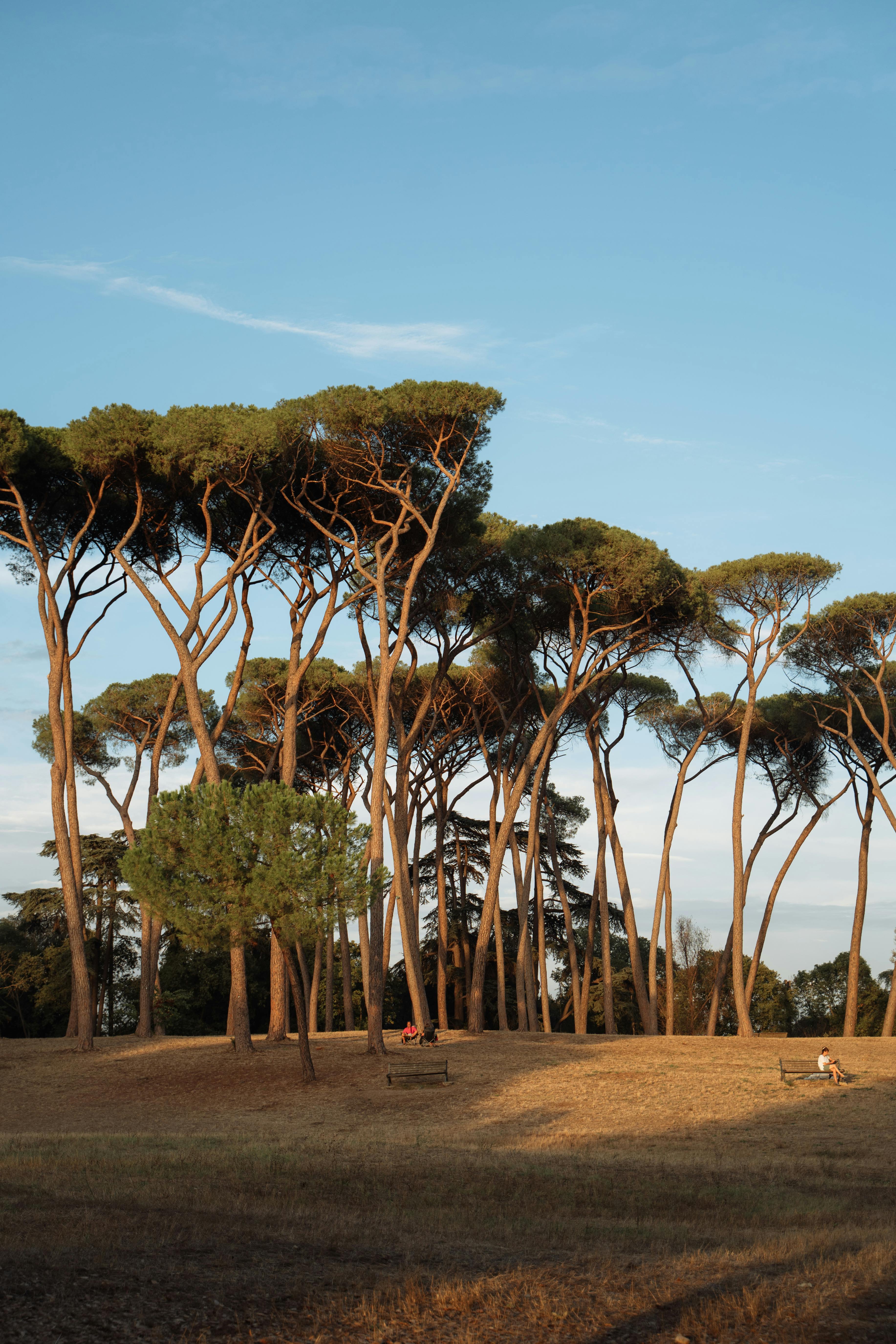 Scenic Park with Tall Pine Trees in Rome's Summer Light · Free Stock Photo