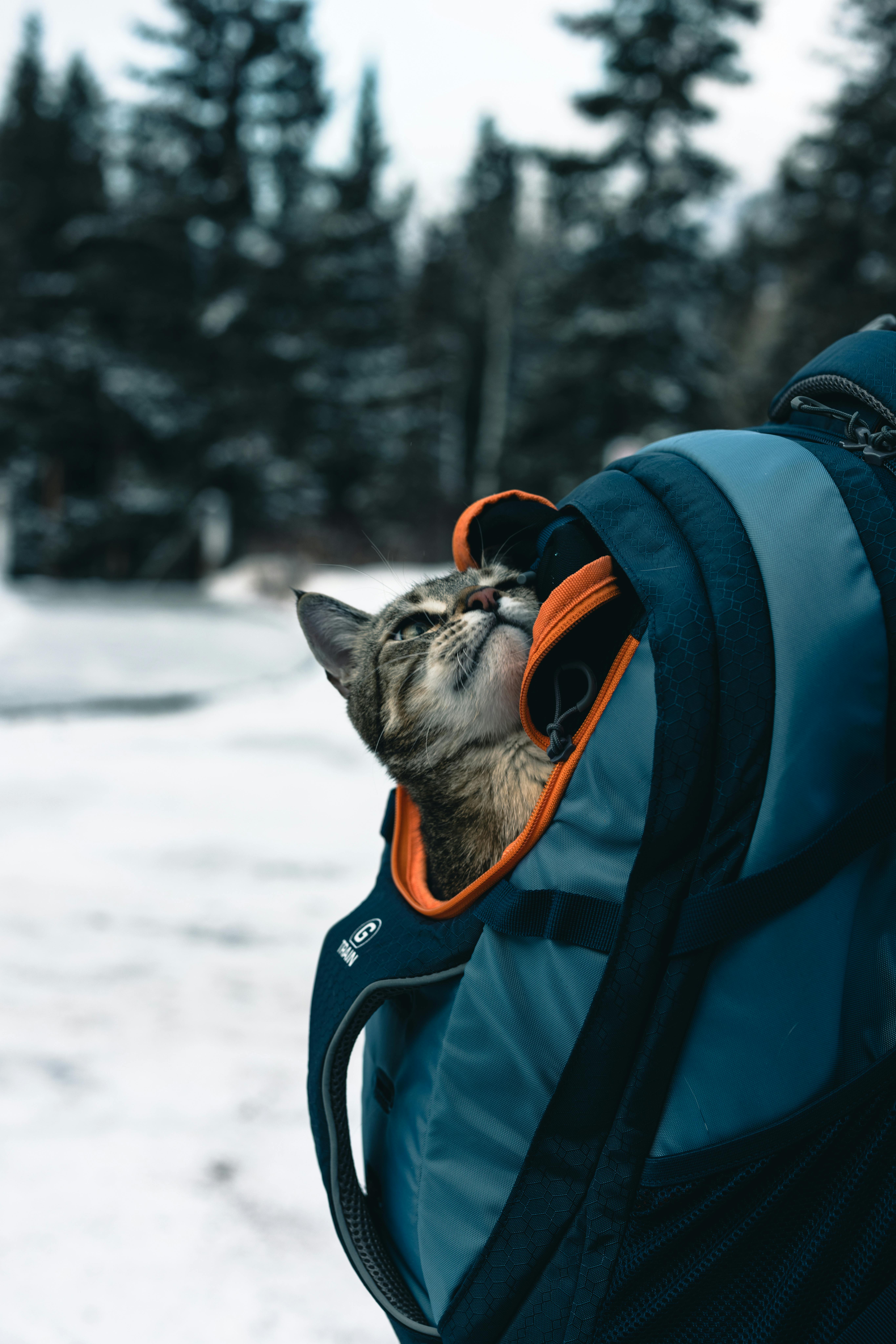 Adventurous Cat in Backpack in Snowy Banff · Free Stock Photo