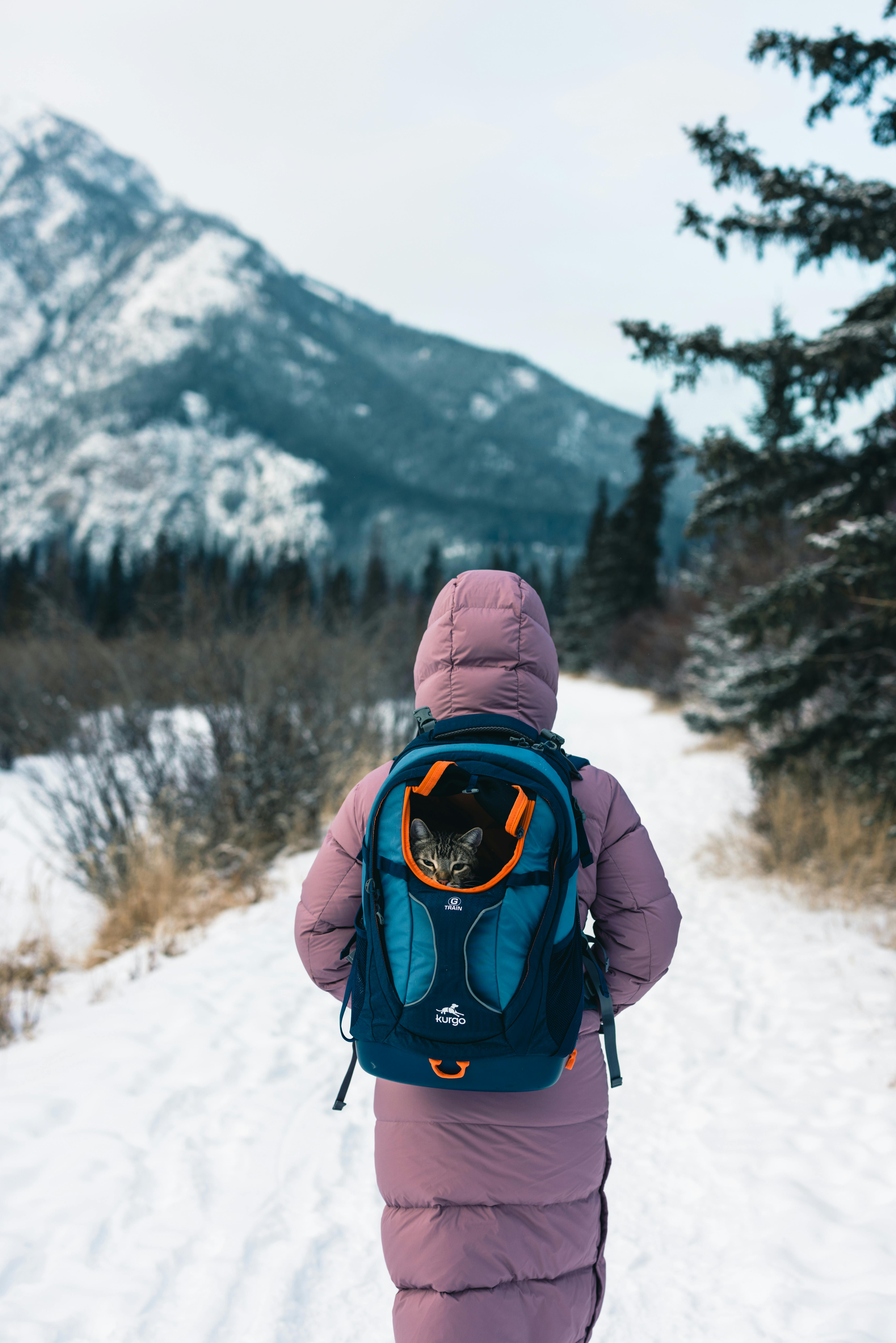 Winter Hiking with Cat in Banff National Park · Free Stock Photo