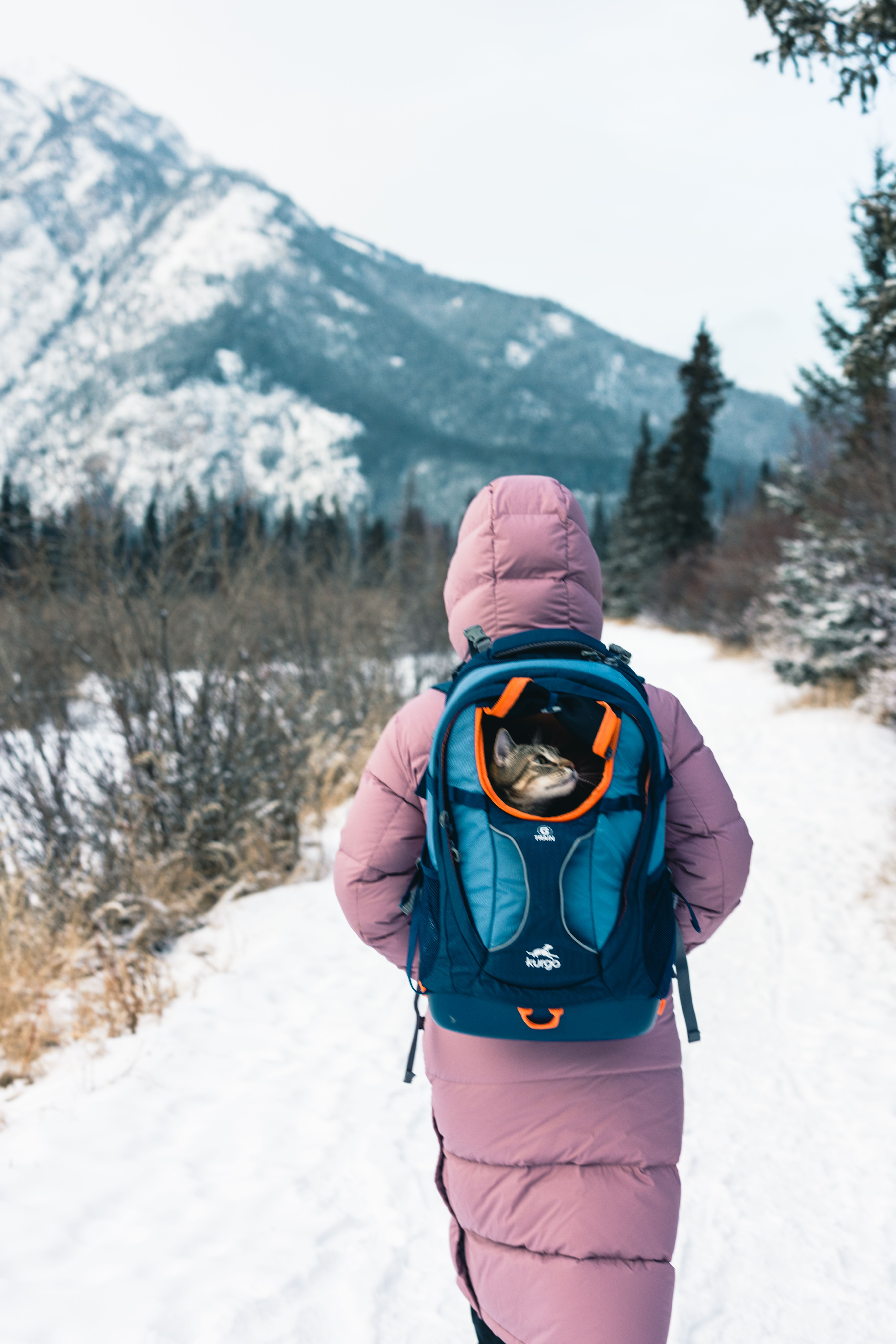 Winter Hiking in Banff with Cat Backpack · Free Stock Photo
