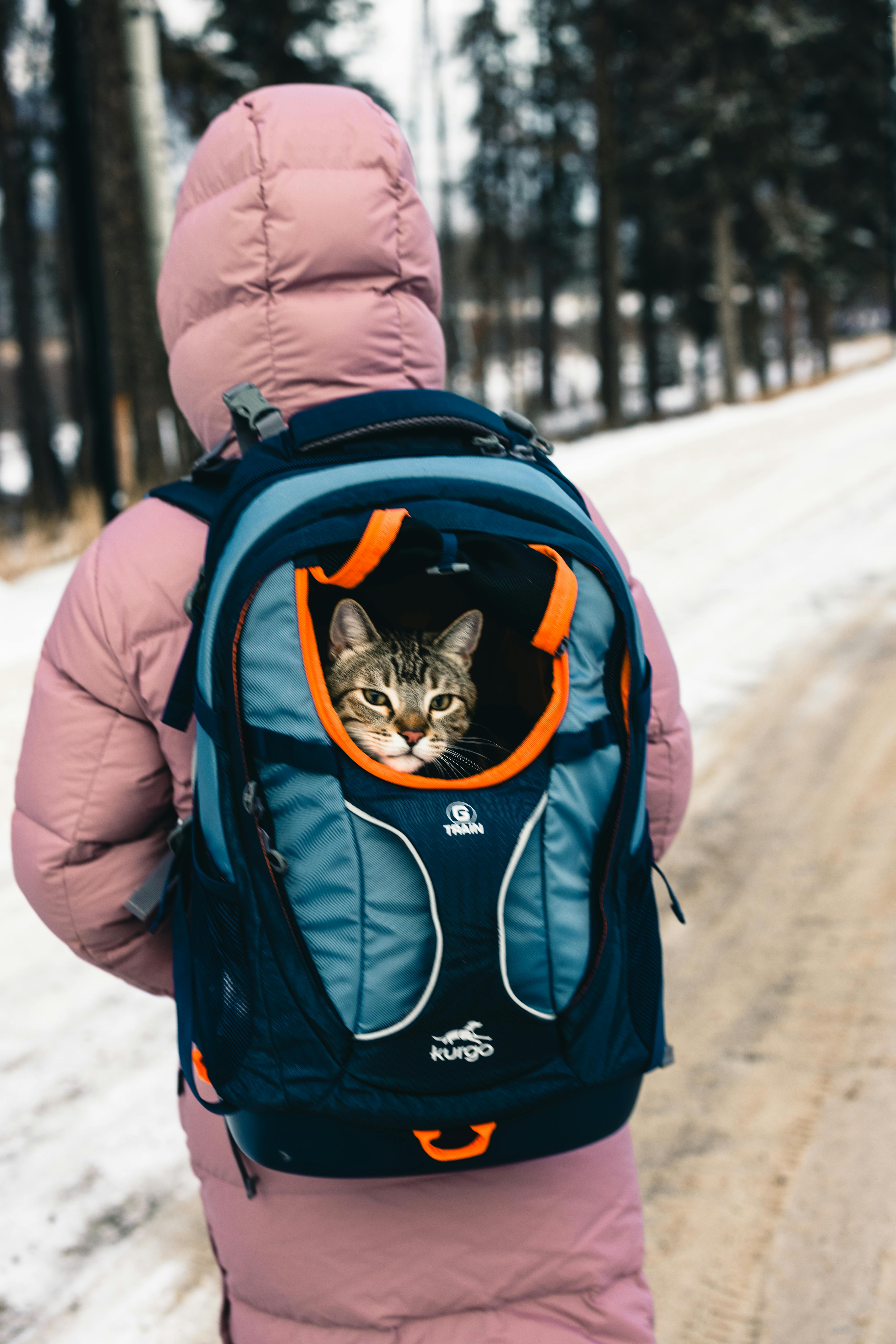 Cozy Winter Hike with Pet Cat in Banff · Free Stock Photo