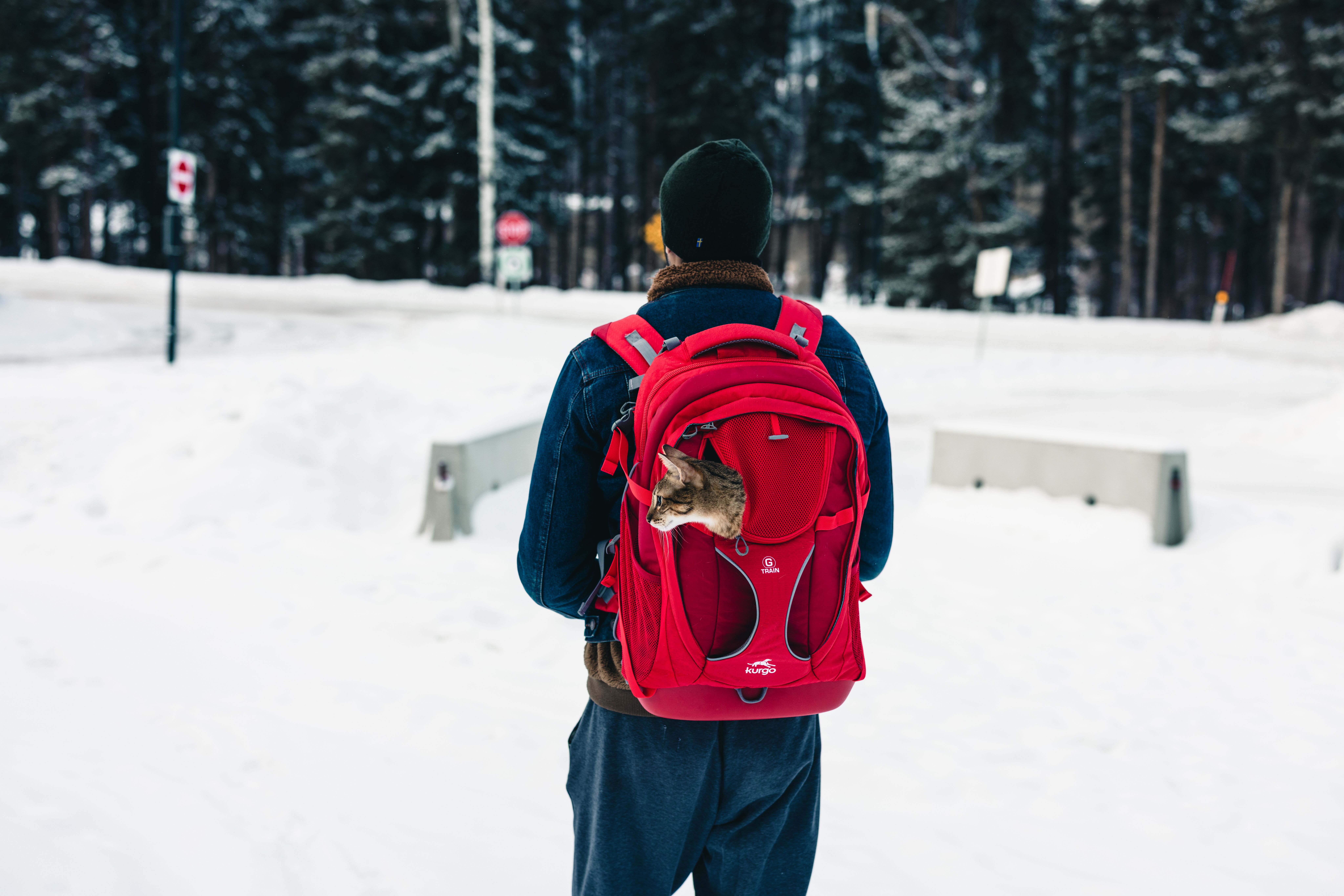 Winter Hiking with a Cat in Banff National Park · Free Stock Photo