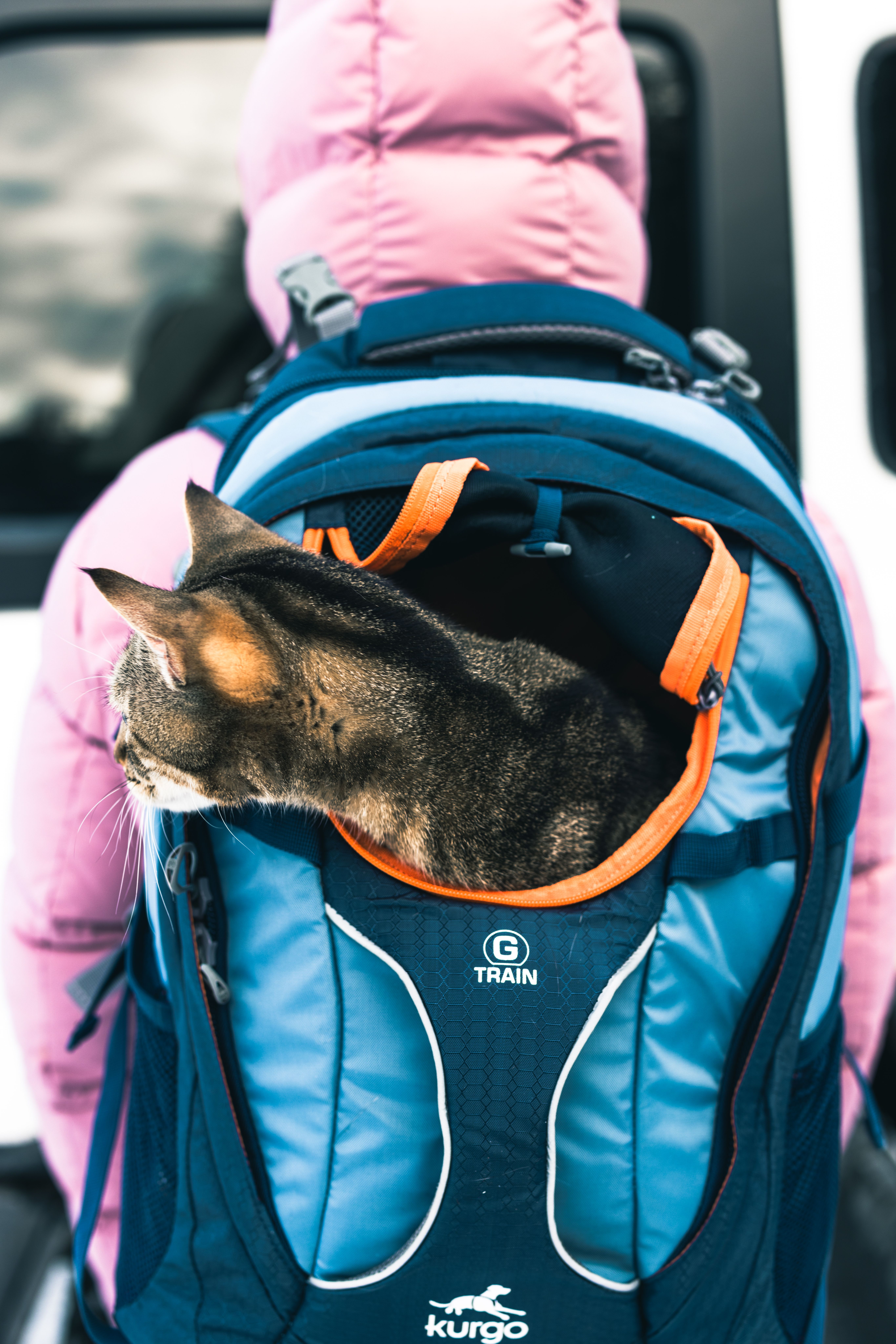 Hiker with Cat in Backpack in Banff · Free Stock Photo