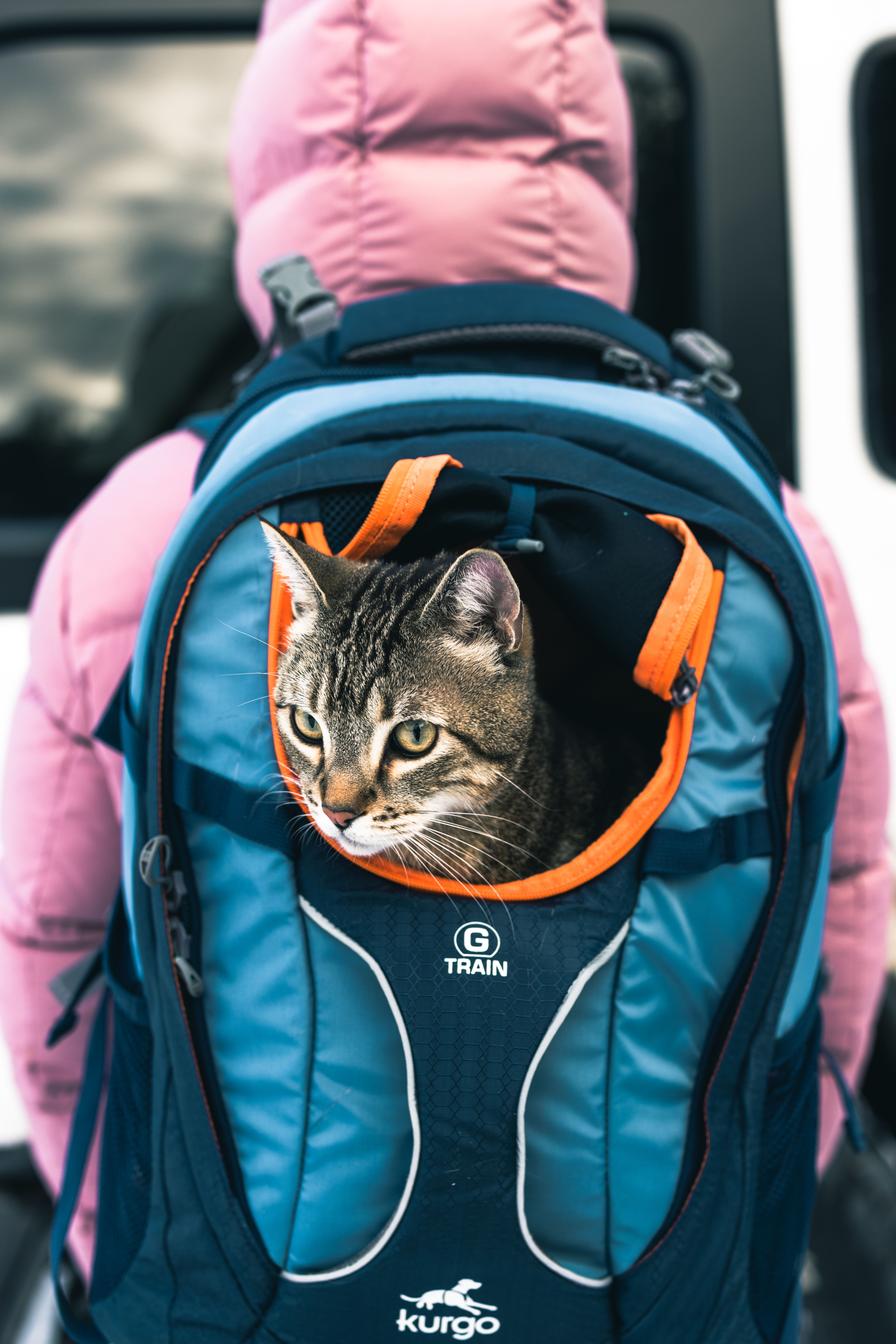 Adventurous Cat in Backpack Ready for Hiking · Free Stock Photo