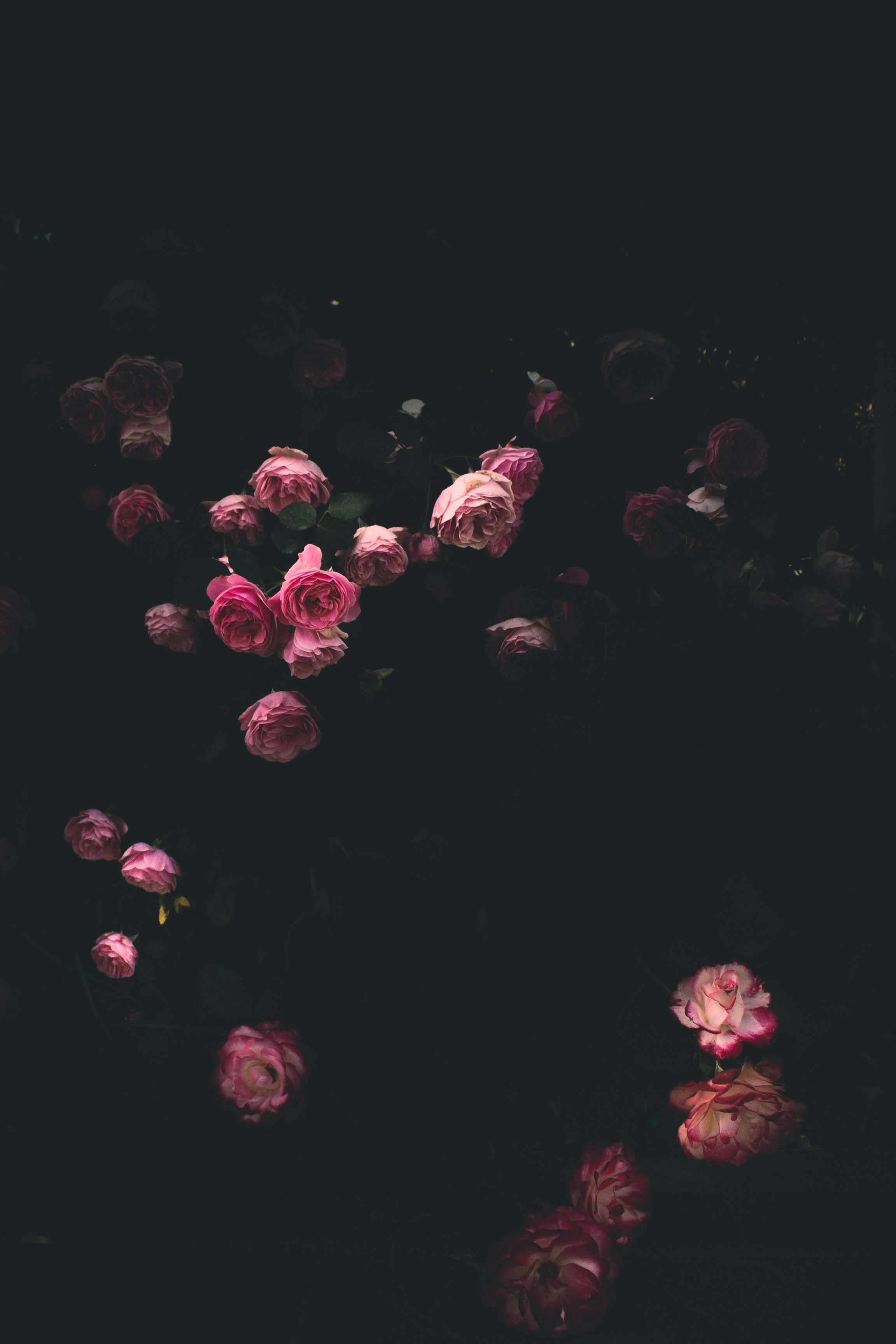 Enchanting Blooming Roses at Night · Free Stock Photo
