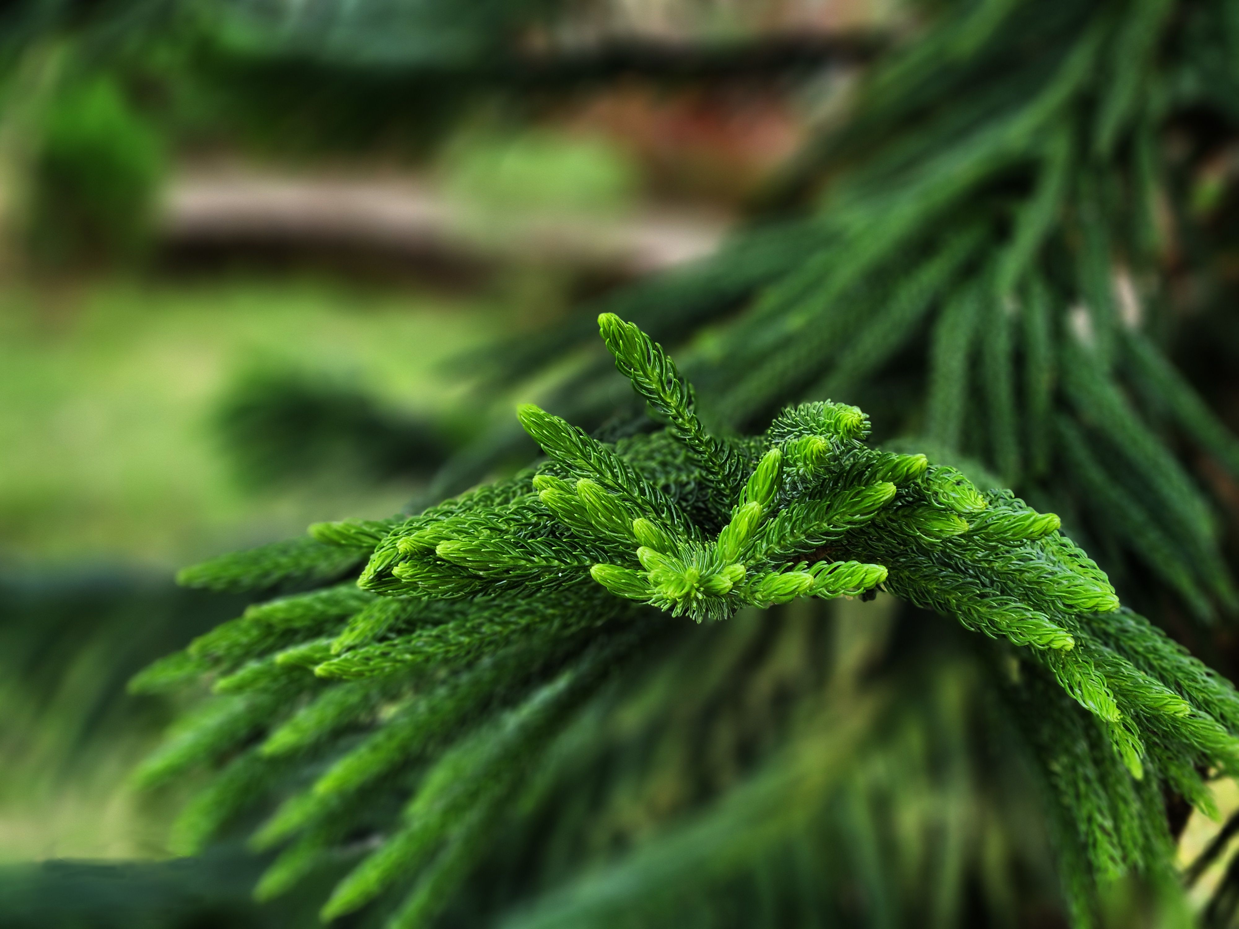 Vibrant Green Pine Needles Close-Up · Free Stock Photo