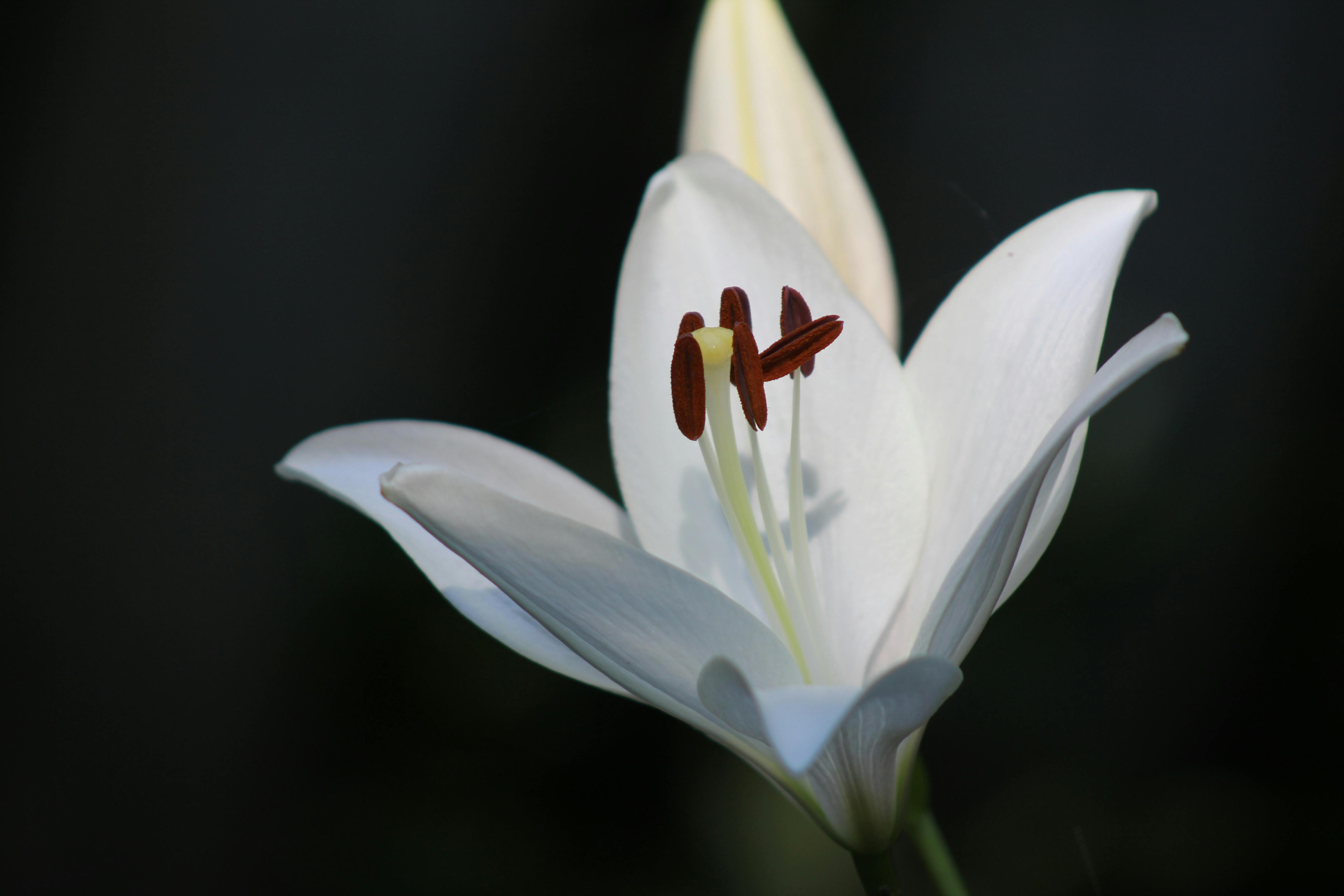 Flower White Backg Photos, Download The BEST Free Flower White Backg ...