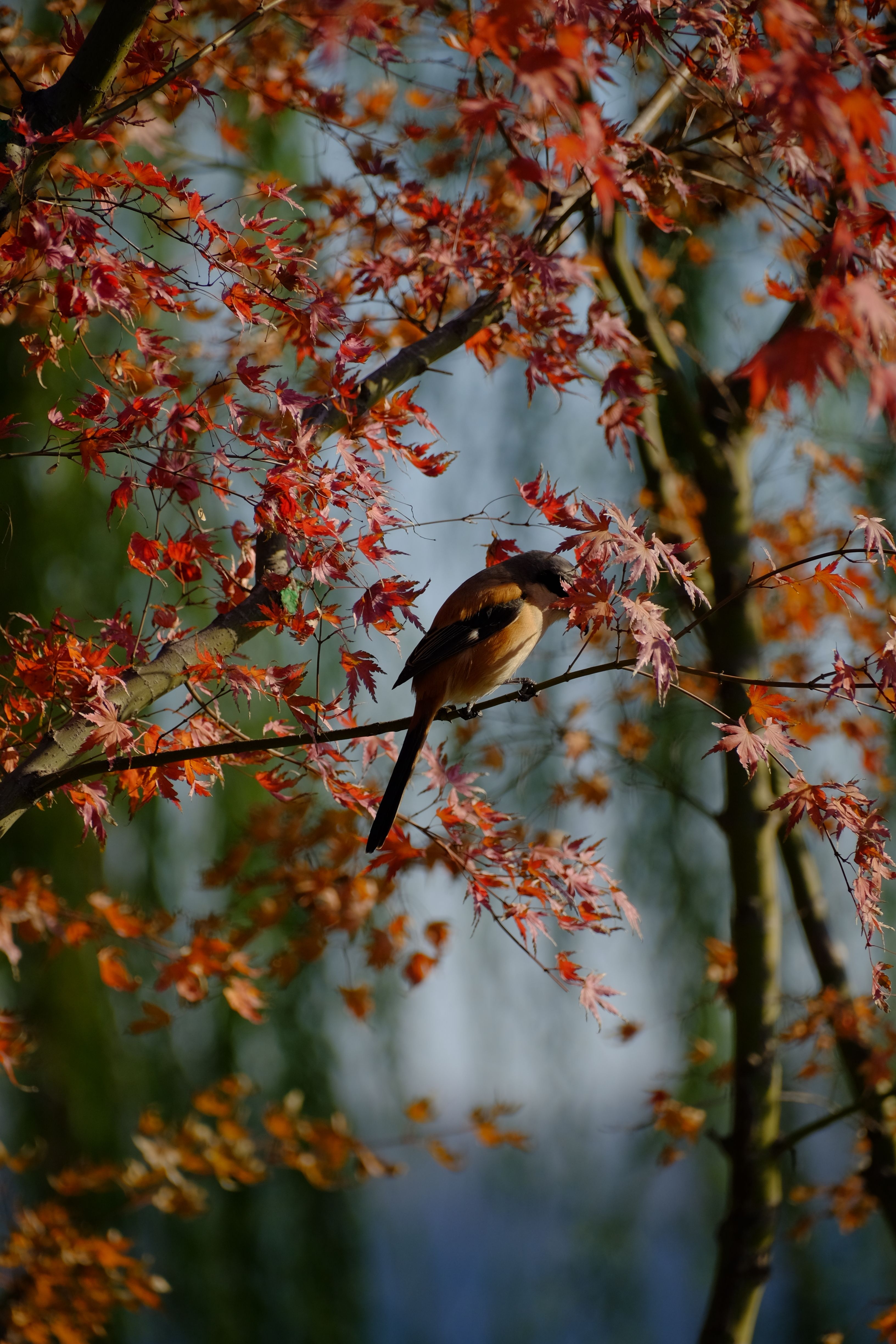 Beautiful Bird Amidst Autumn Leaves · Free Stock Photo