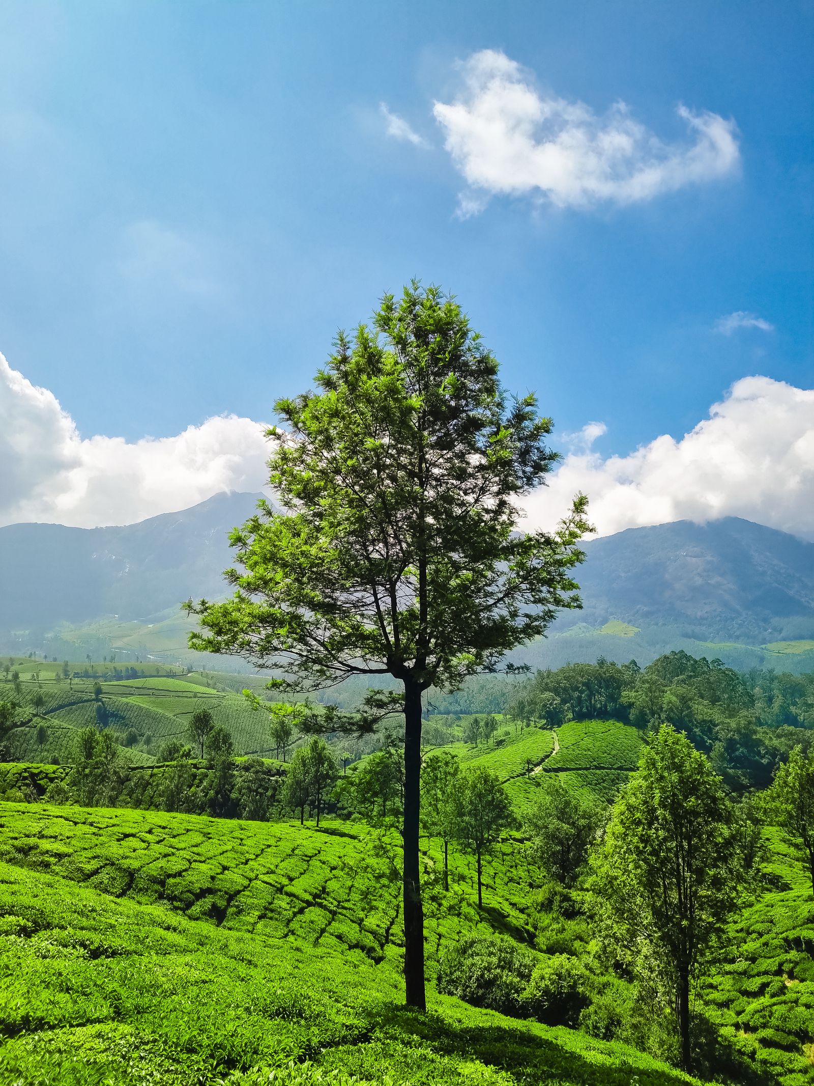 Tree Plantation Photos, Download The BEST Free Tree Plantation Stock ...