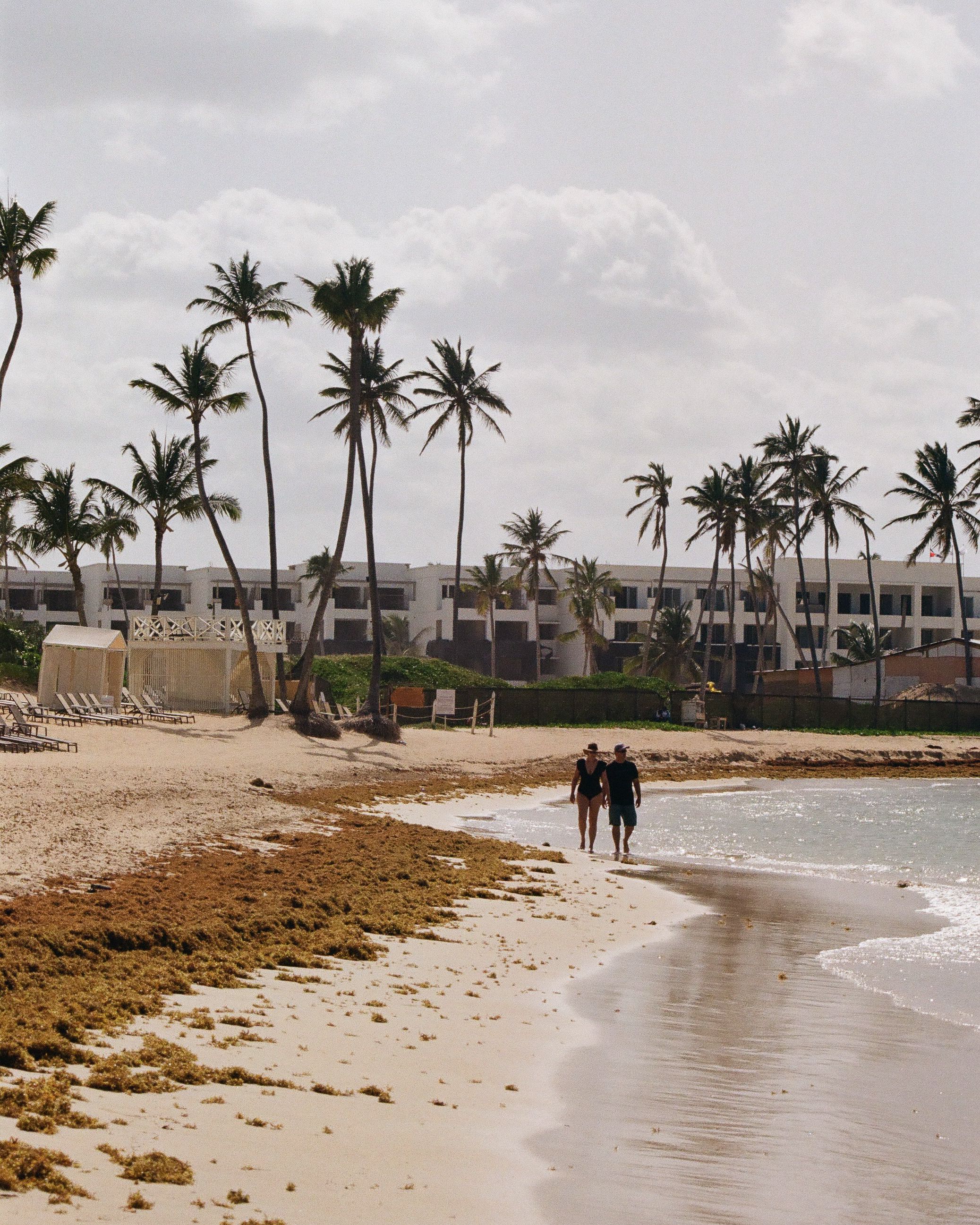 Tropical Beach Promenade with Palm Trees · Free Stock Photo