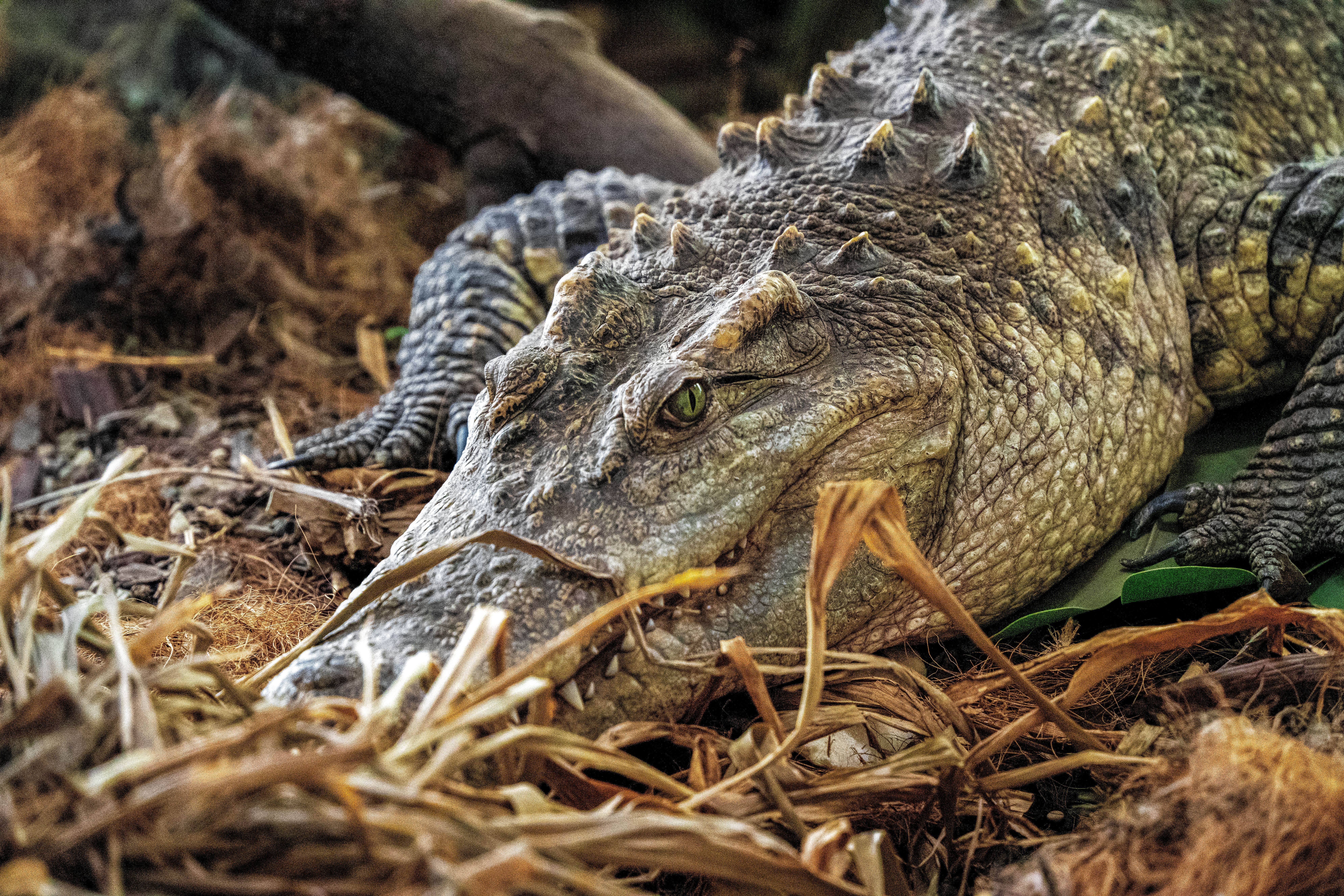Close-up of a Resting Crocodile in Natural Habitat · Free Stock Photo