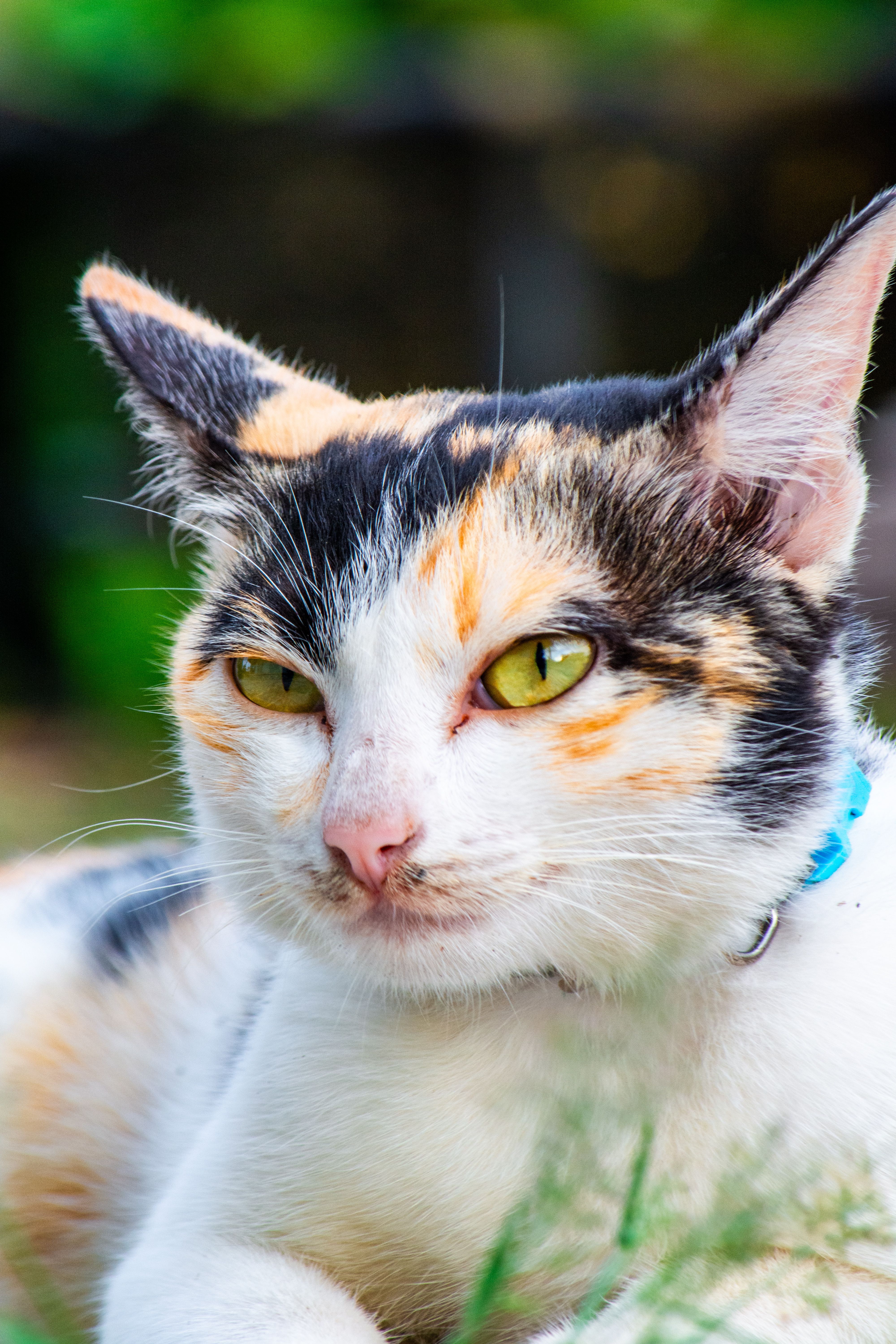 Colorful Calico Cat Photos, Download The BEST Free Colorful Calico Cat ...