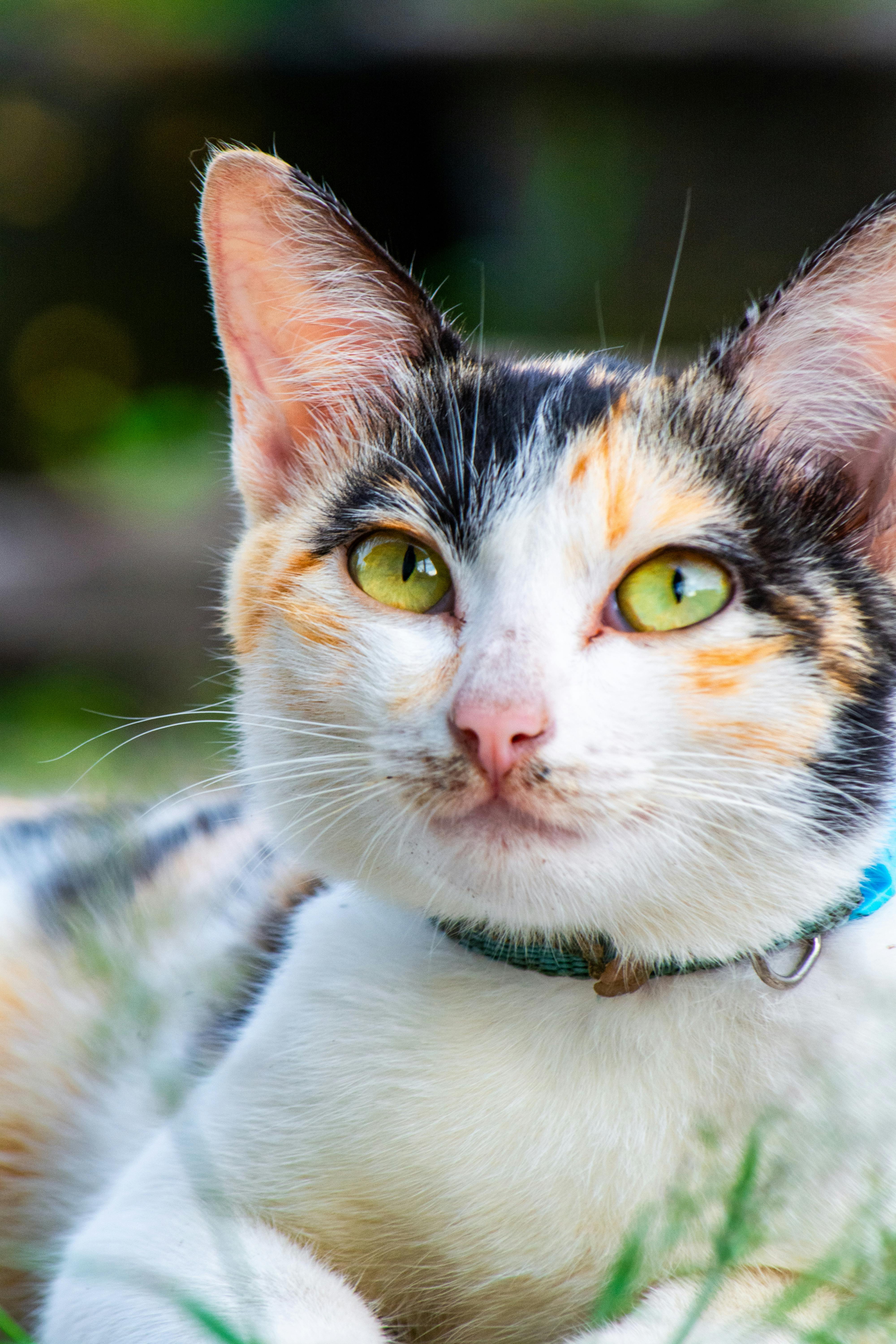 Close-Up Portrait of a Calico Cat Outdoors · Free Stock Photo