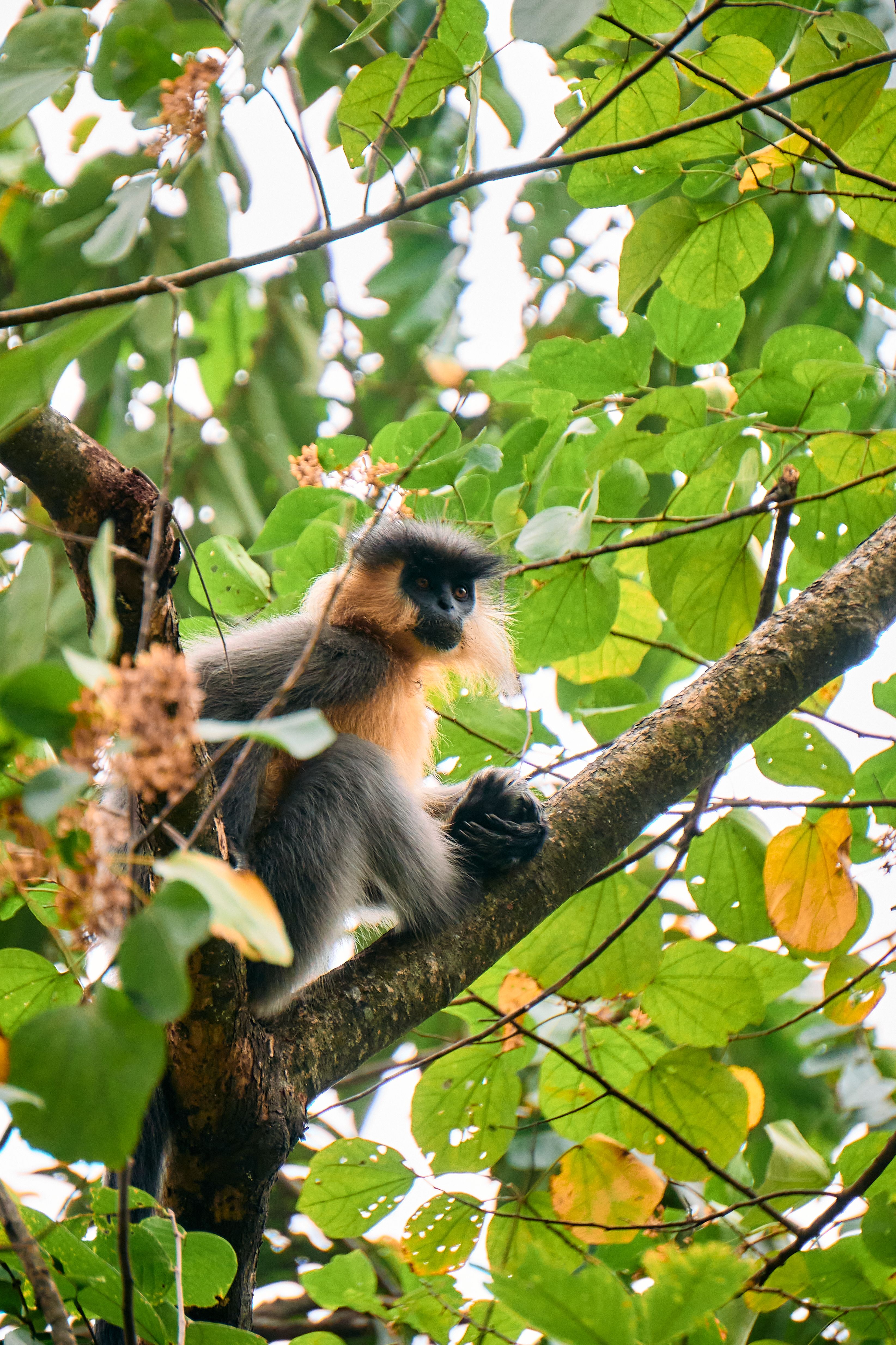 Monkeys in a Jungle · Free Stock Photo