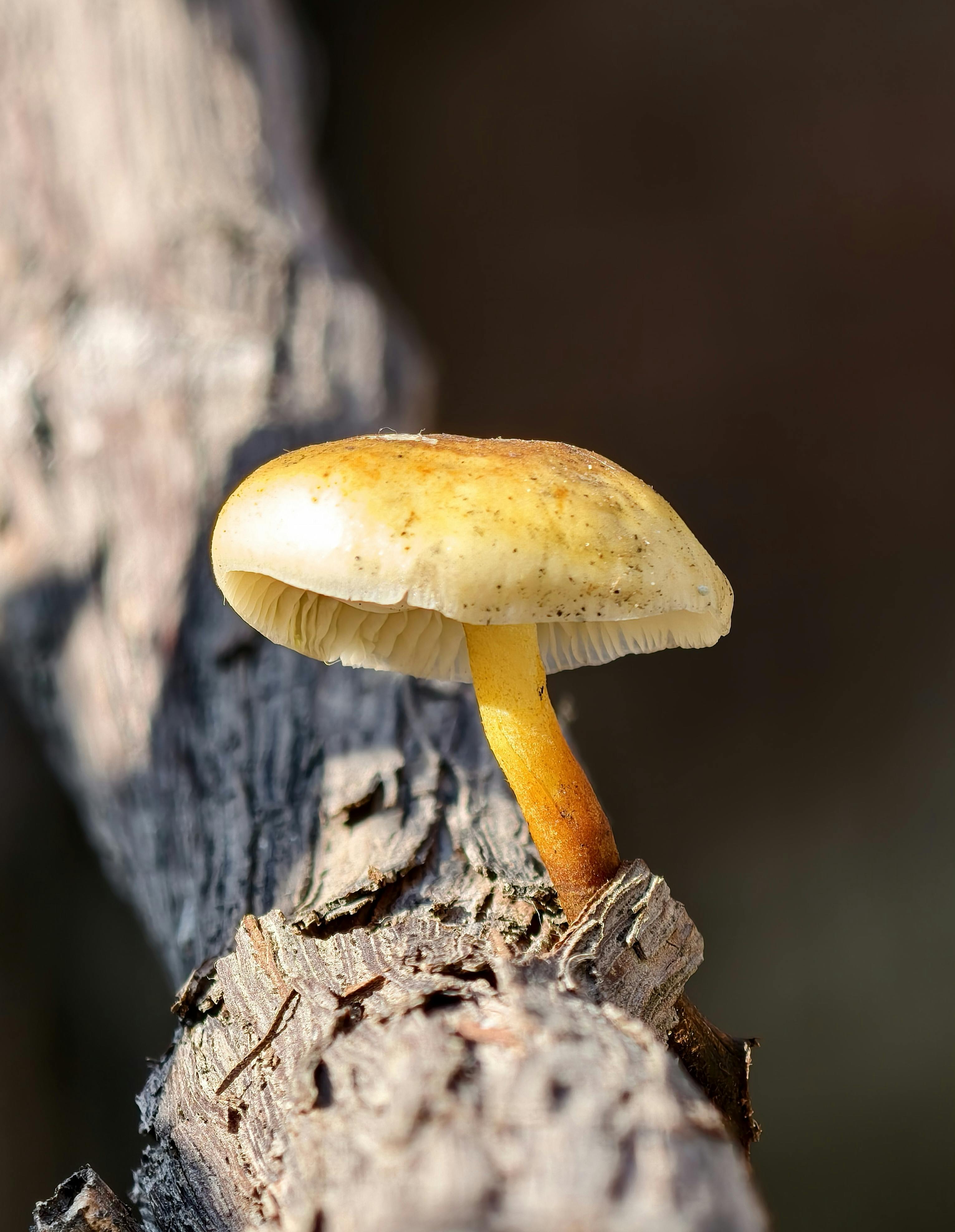 Garden Fungus Identification Photos, Download The BEST Free Garden ...