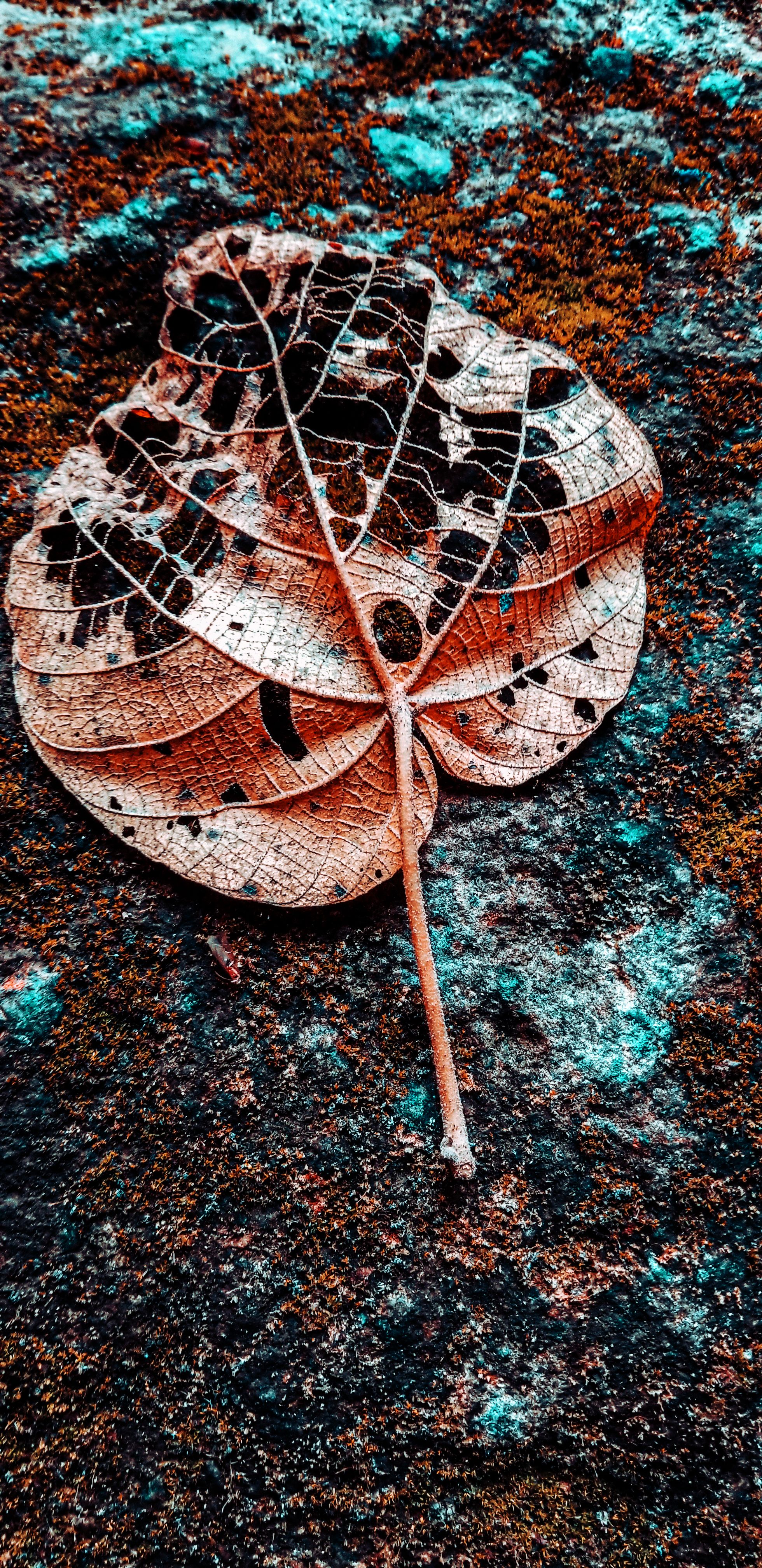 Calvin Gabriel Photography - 摄影