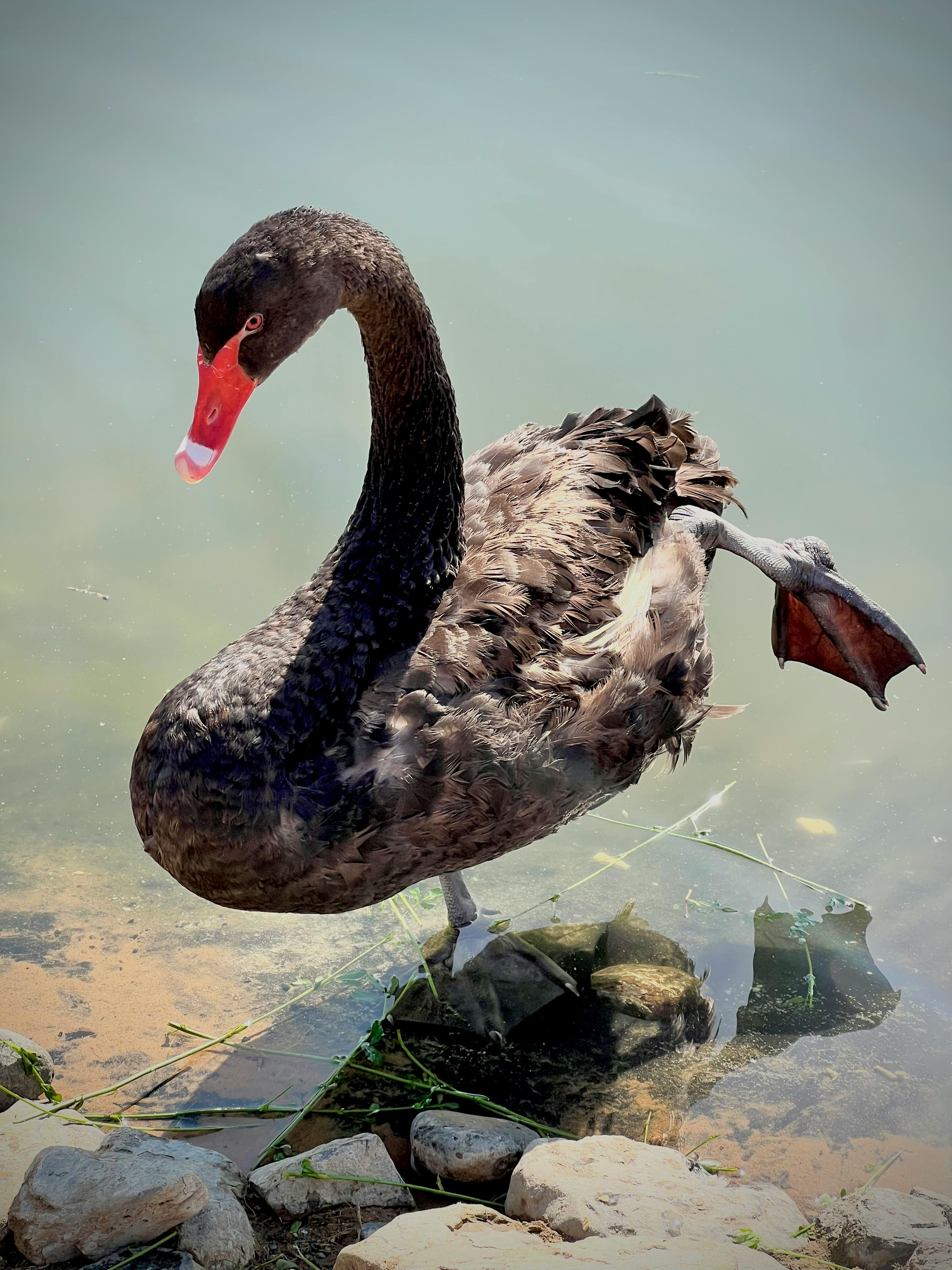 Graceful Black Swan Stretching by a Lake · Free Stock Photo