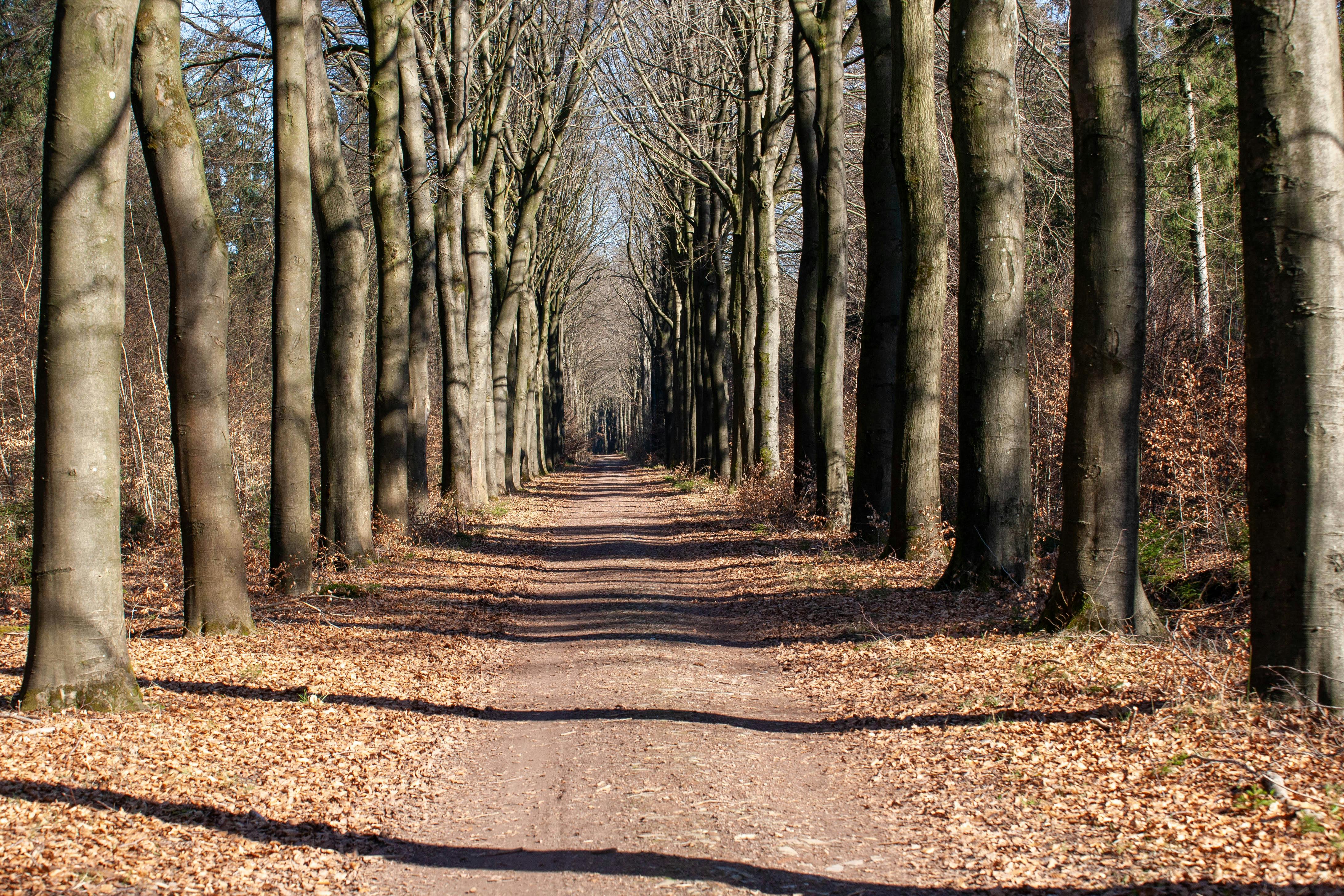 Serene Pathway through Leafless Forest Trees · Free Stock Photo