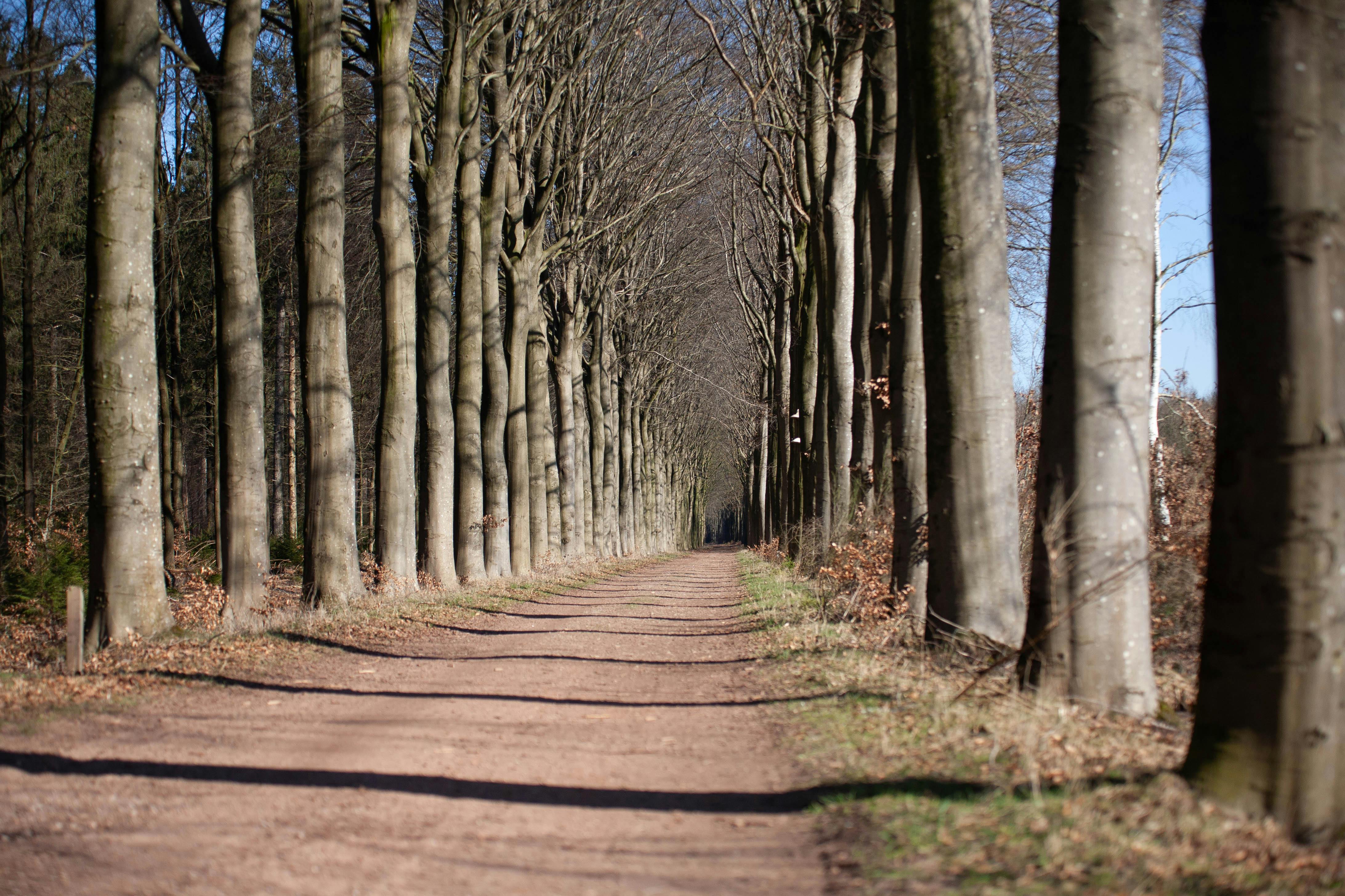 Serene Woodland Path Lined with Tall Trees · Free Stock Photo