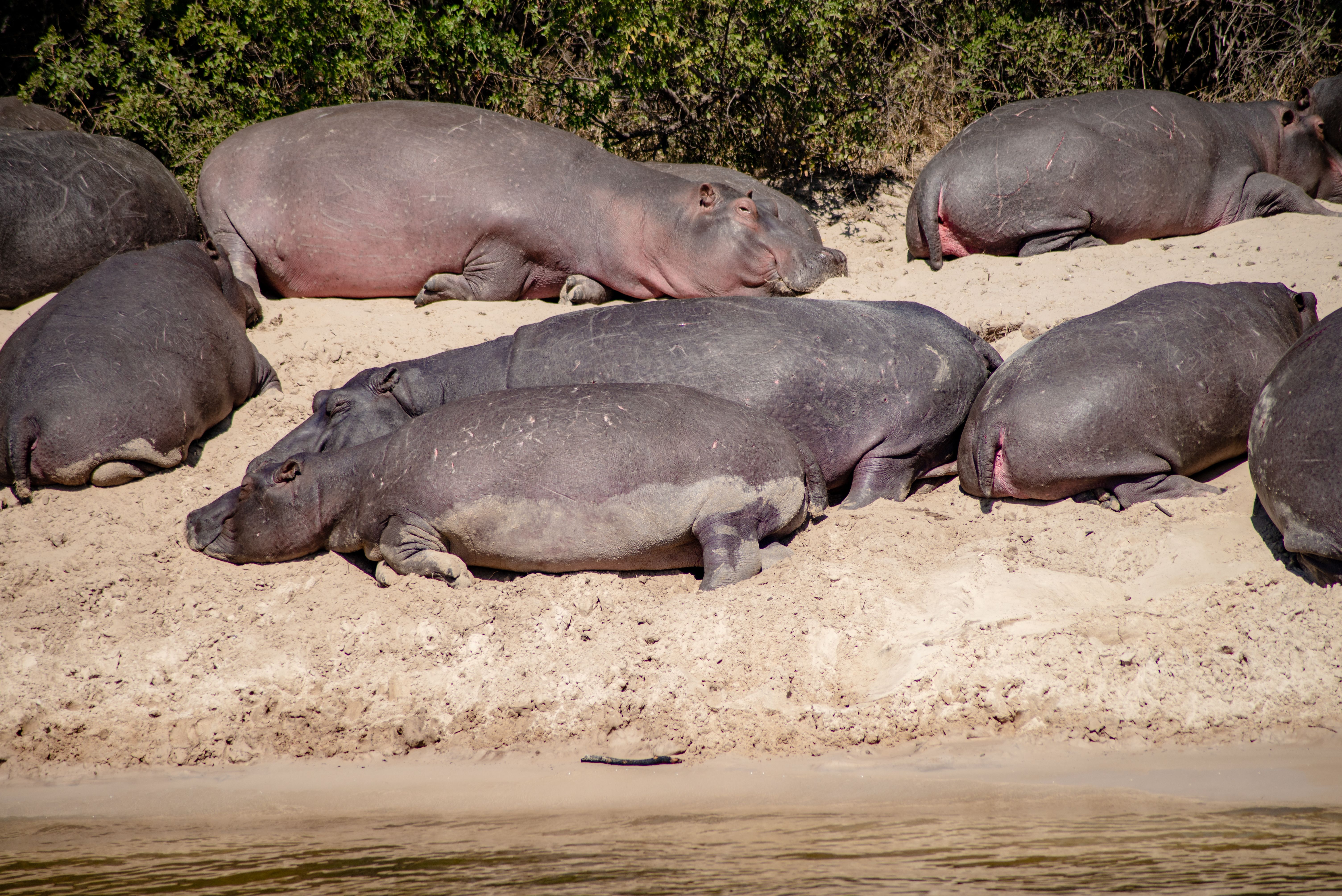 Rainforests Hippo Photos, Download The BEST Free Rainforests Hippo ...