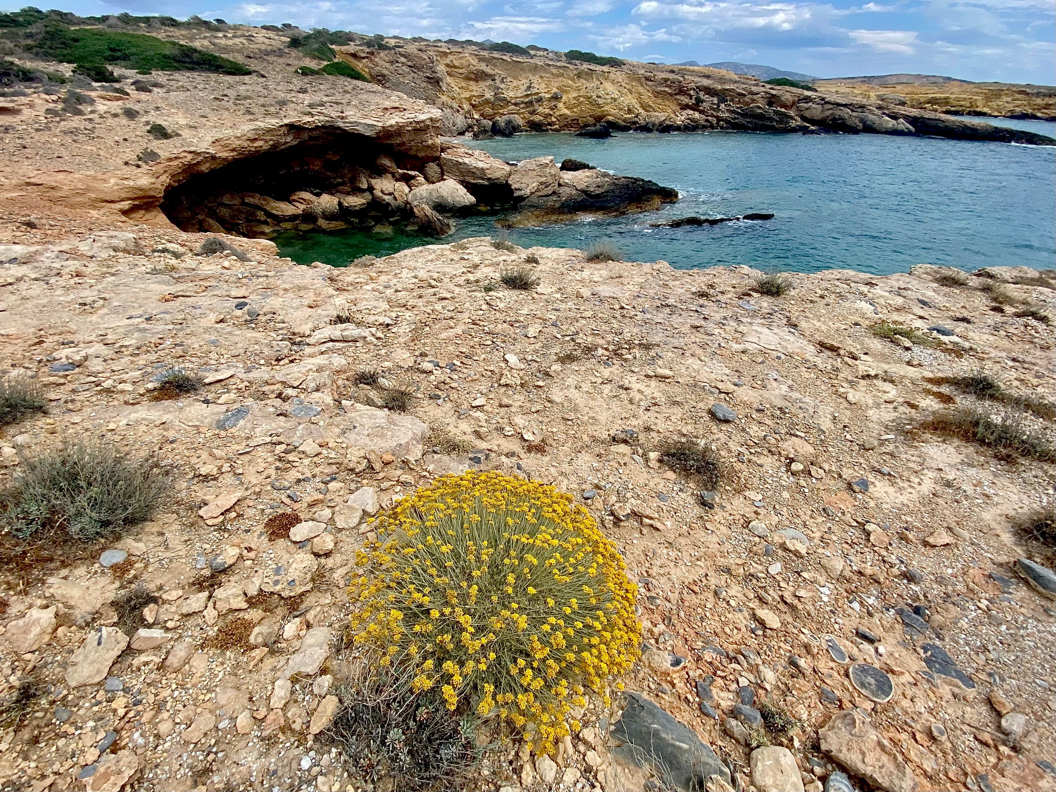 Scenic Coastal Landscape with Yellow Flower in Greece · Free Stock Photo