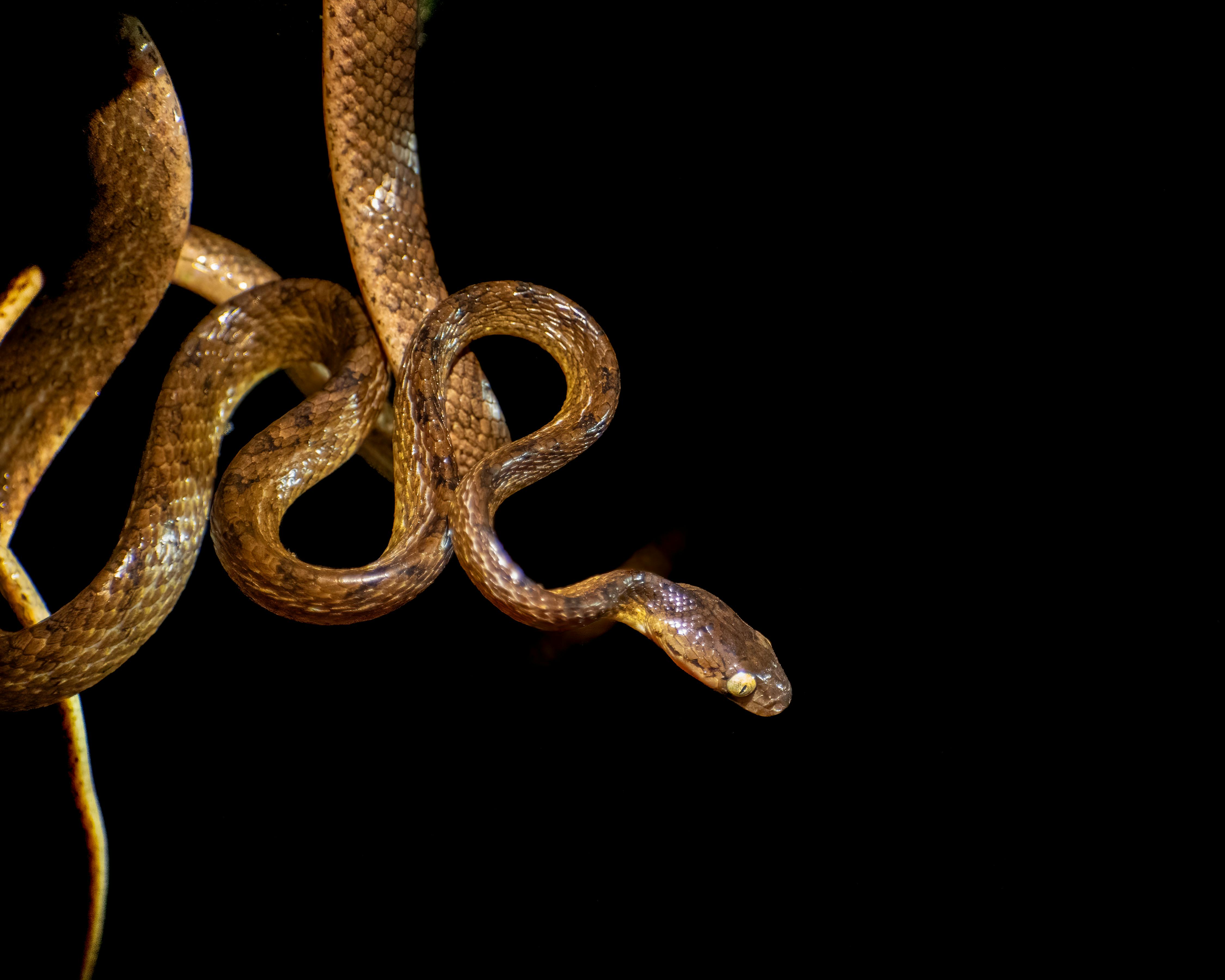 Snake Bites Photos, Download The BEST Free Snake Bites Stock Photos ...