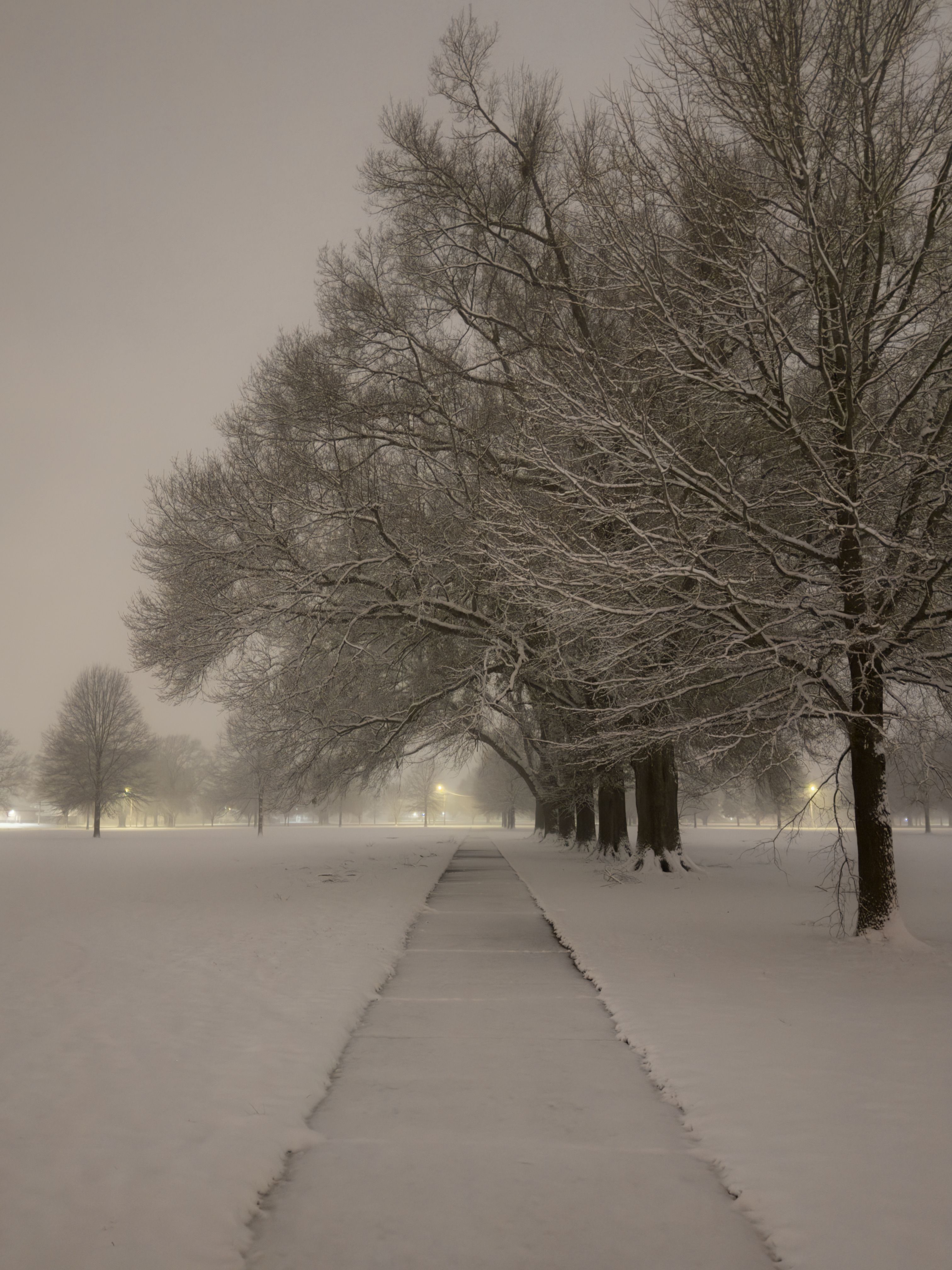 Snowy Tree-Lined Pathway Under Night Sky · Free Stock Photo