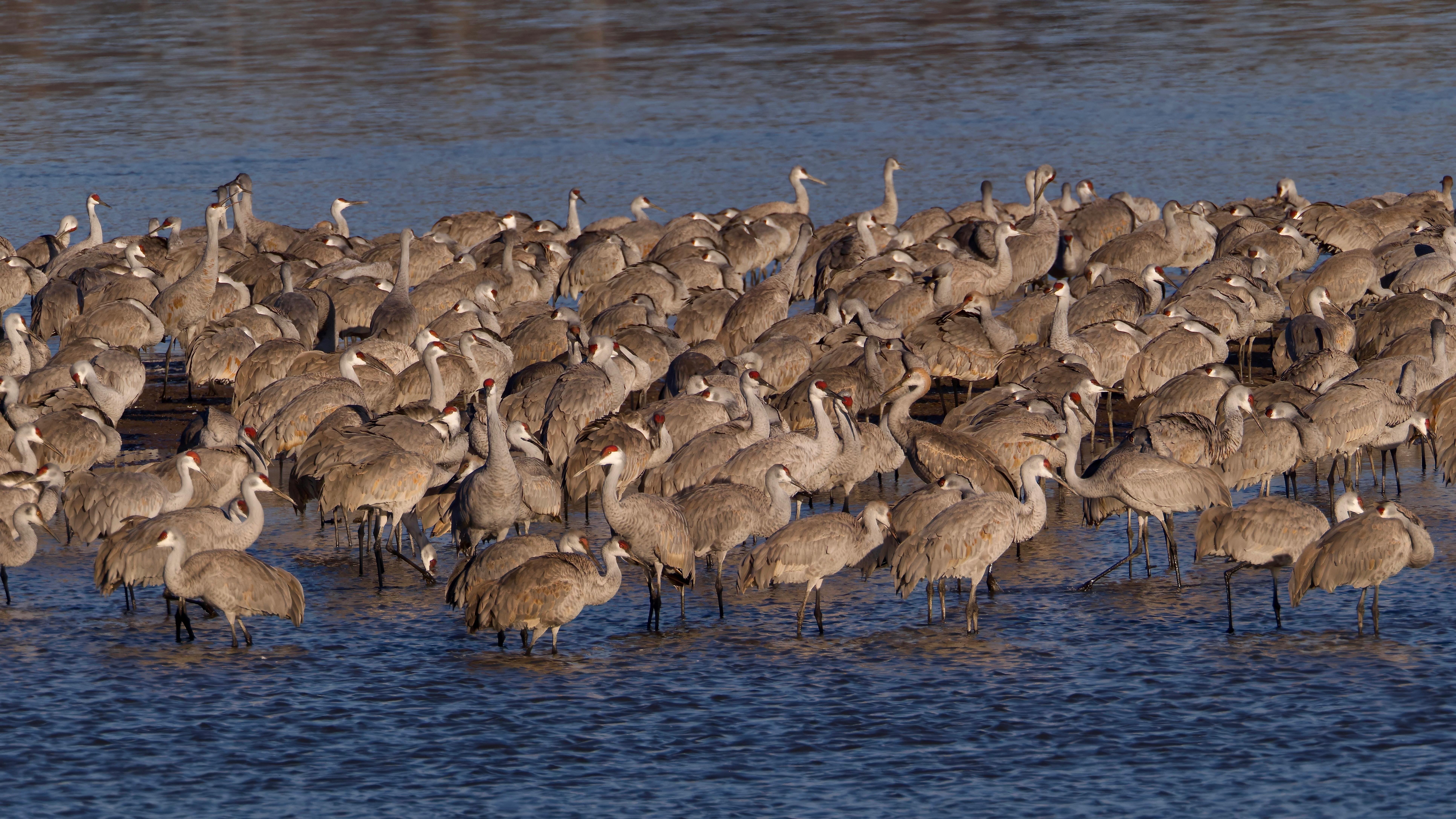 Crane Bird Laughing Photos, Download The BEST Free Crane Bird Laughing ...