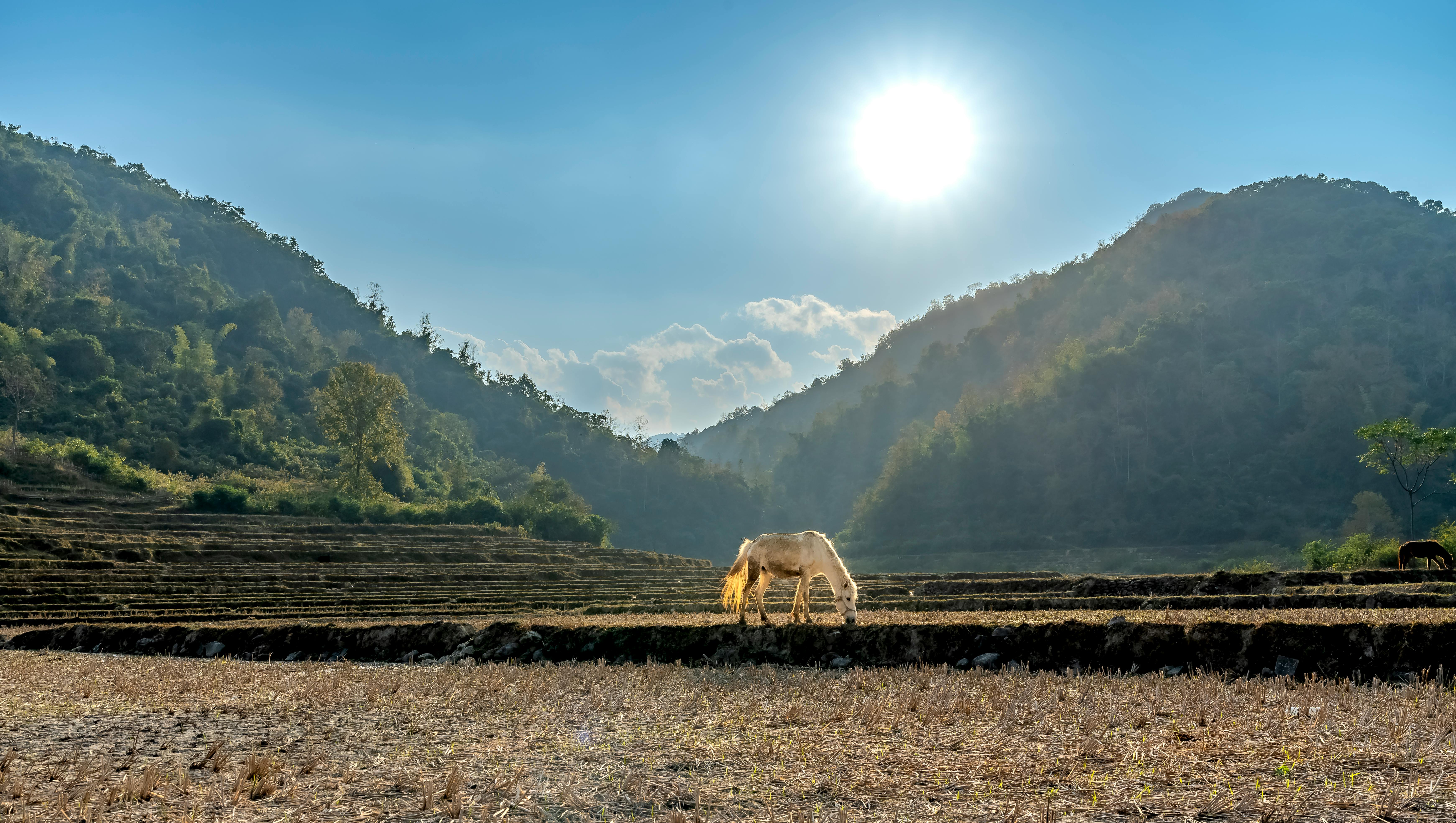 Idyllic Pasture with Horse in Mountain Valley · Free Stock Photo