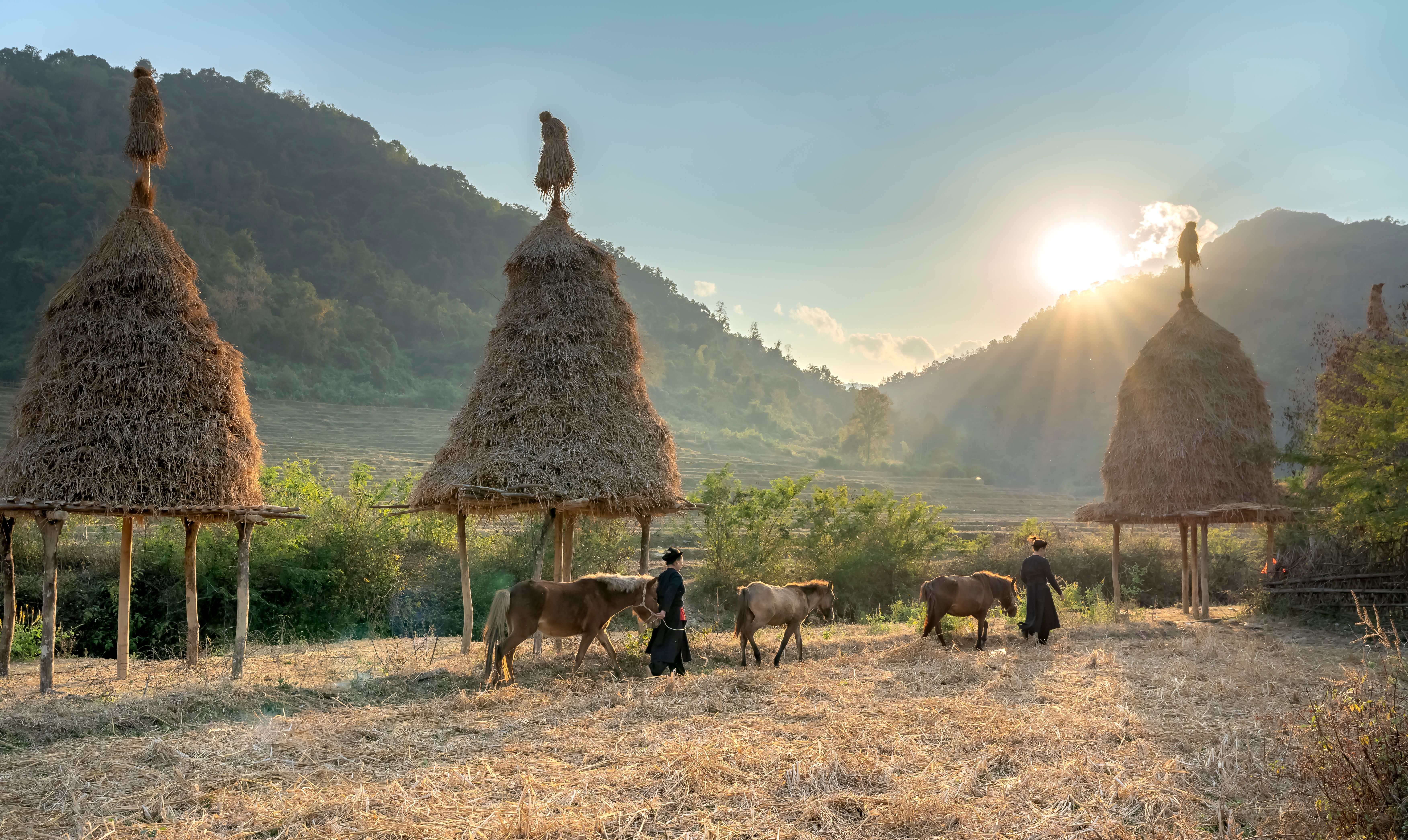 Serene Farming Scene with Cows and Haystacks at Sunrise · Free Stock Photo