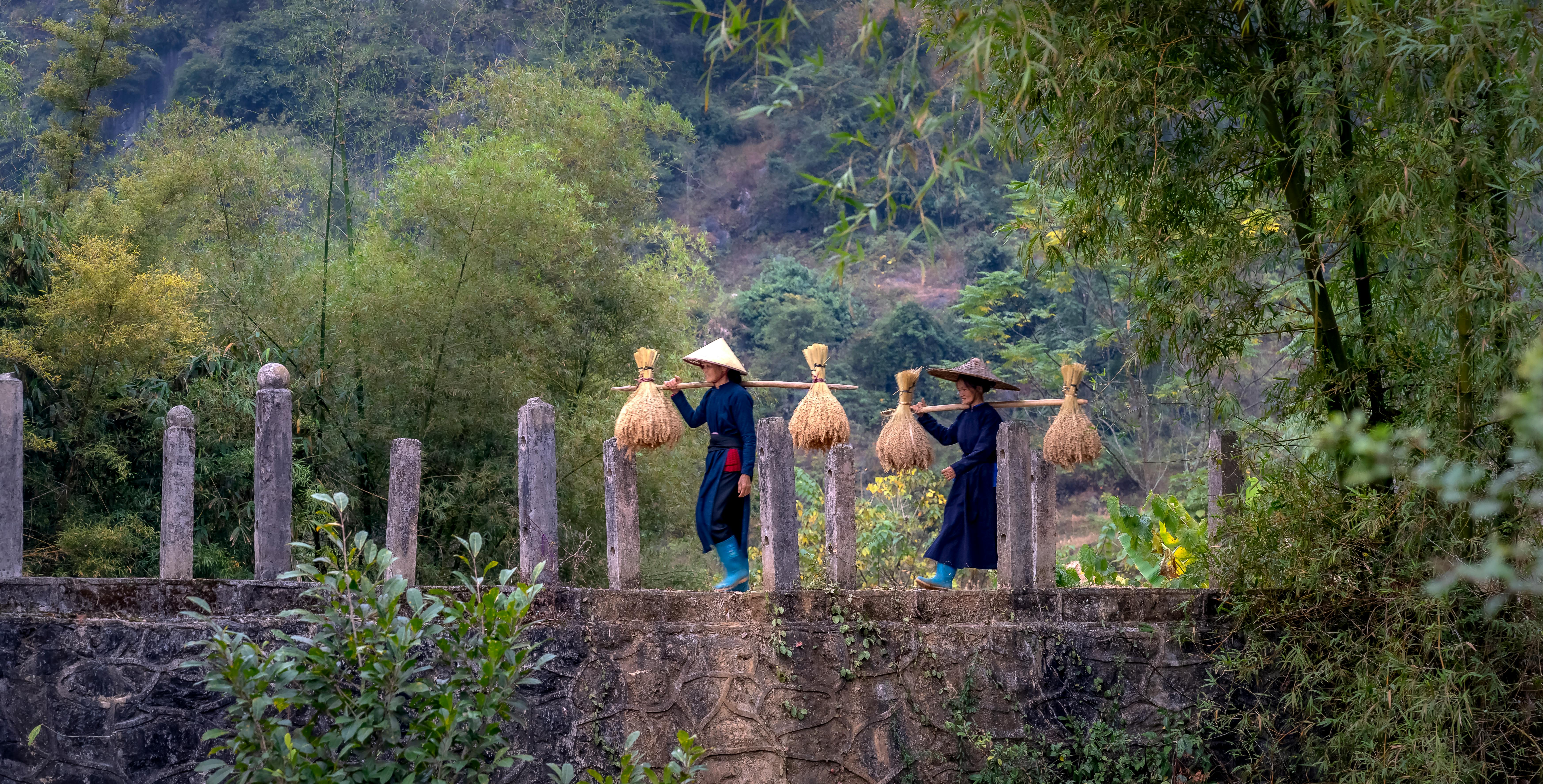 Agroforestry Integrating Maize, Native Trees And Vegetables Photos ...