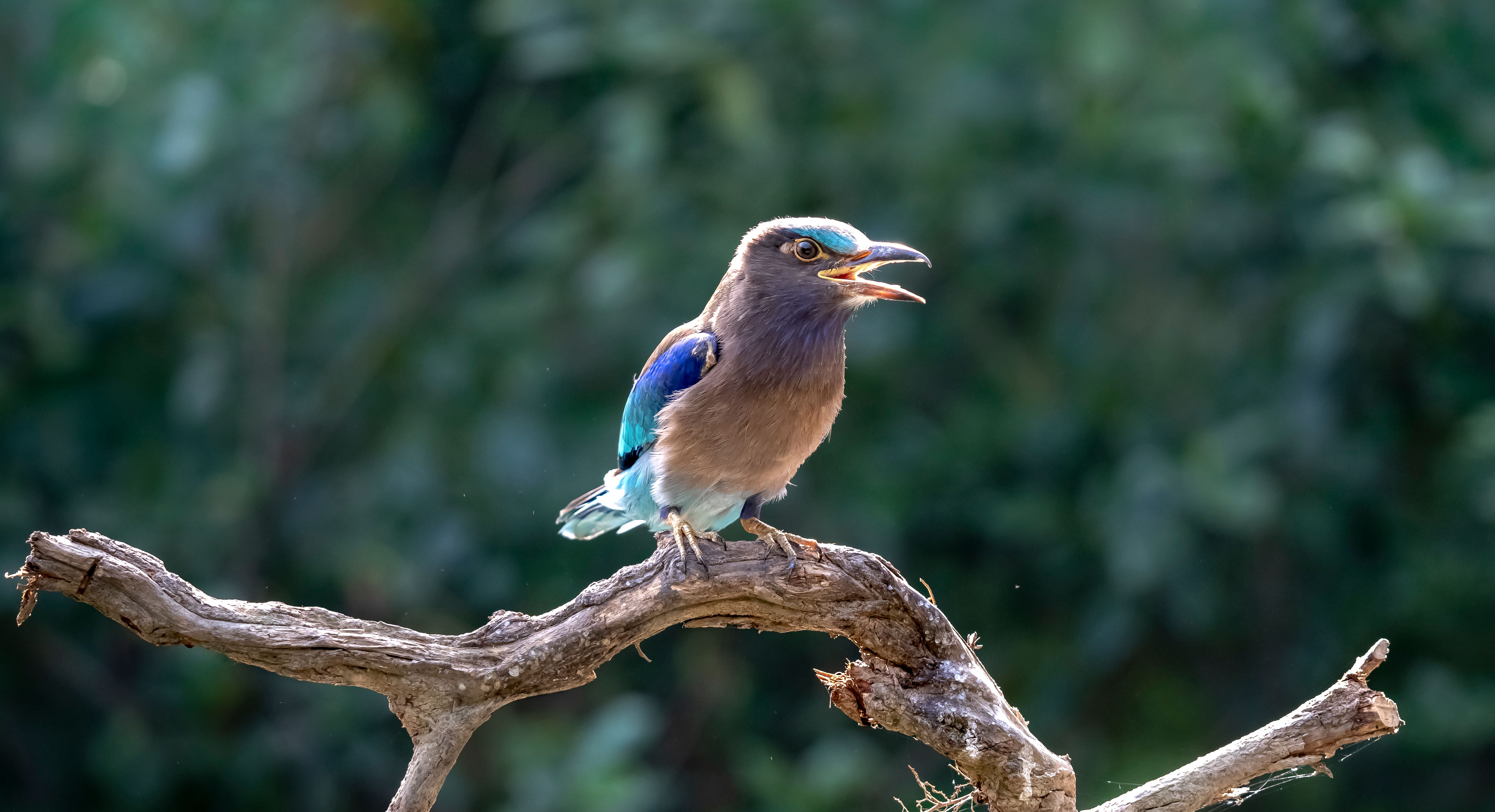 Indian Roller Bird Perched on a Branch Outdoors · Free Stock Photo