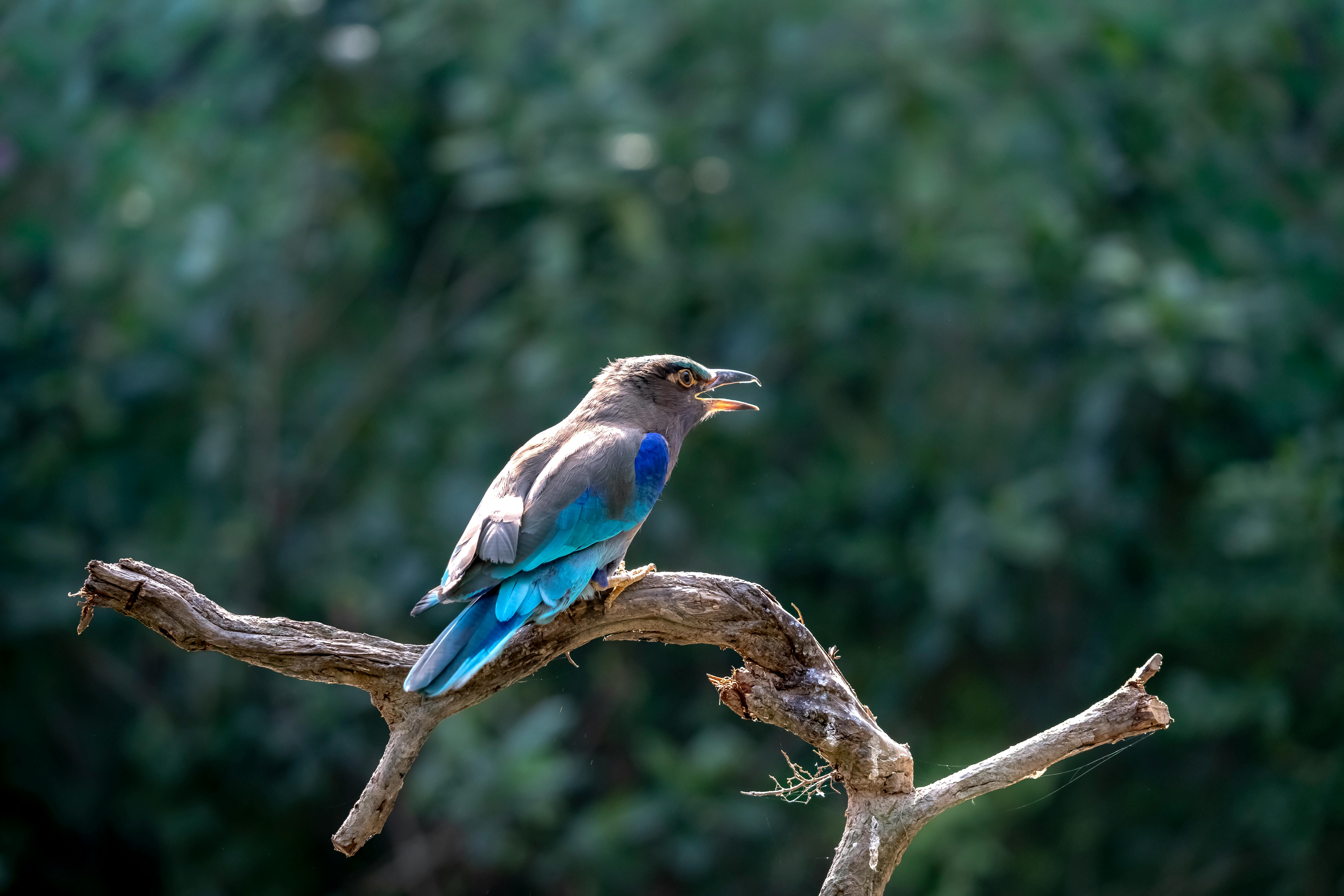 Vibrant Blue Indian Roller on Perch Outdoors · Free Stock Photo